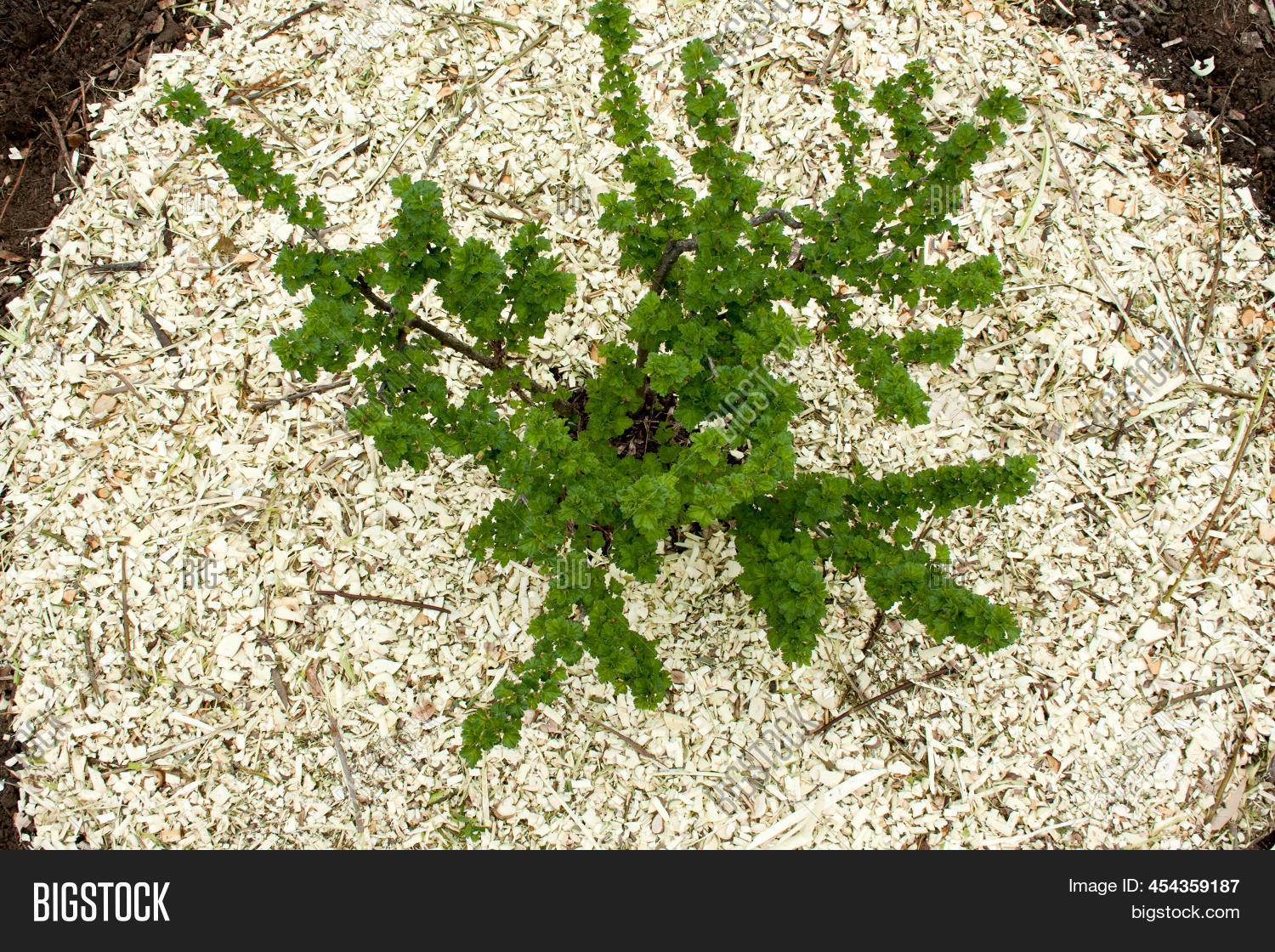 Mulching Cultivated Image Photo Free Trial Bigstock
