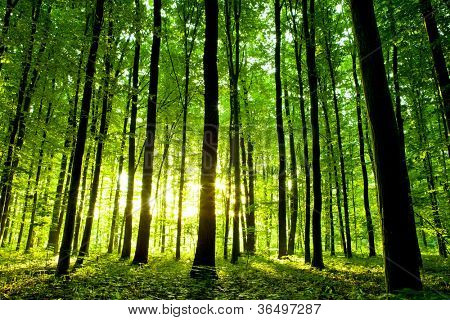 Imagenes de bosque hermosos - Imagui