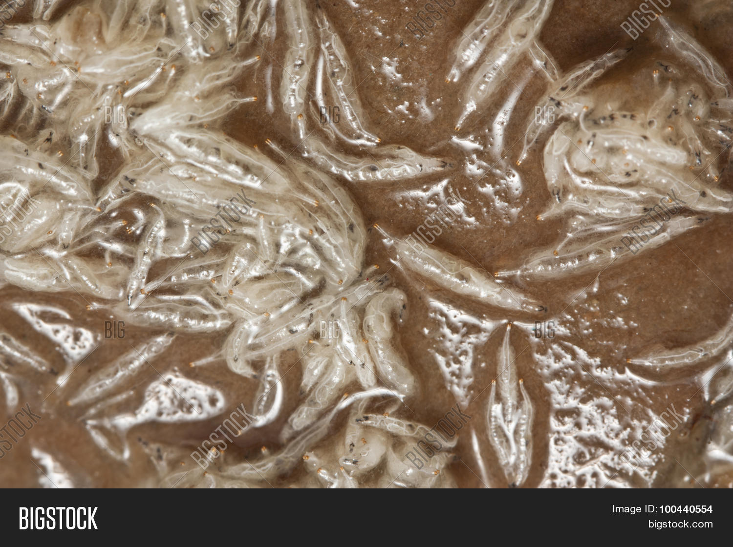 Worm Fruitfly On Wild Image & Photo (Free Trial) | Bigstock