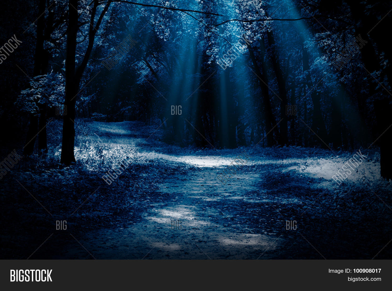 Night Forest Moonlight Image Photo Free Trial Bigstock