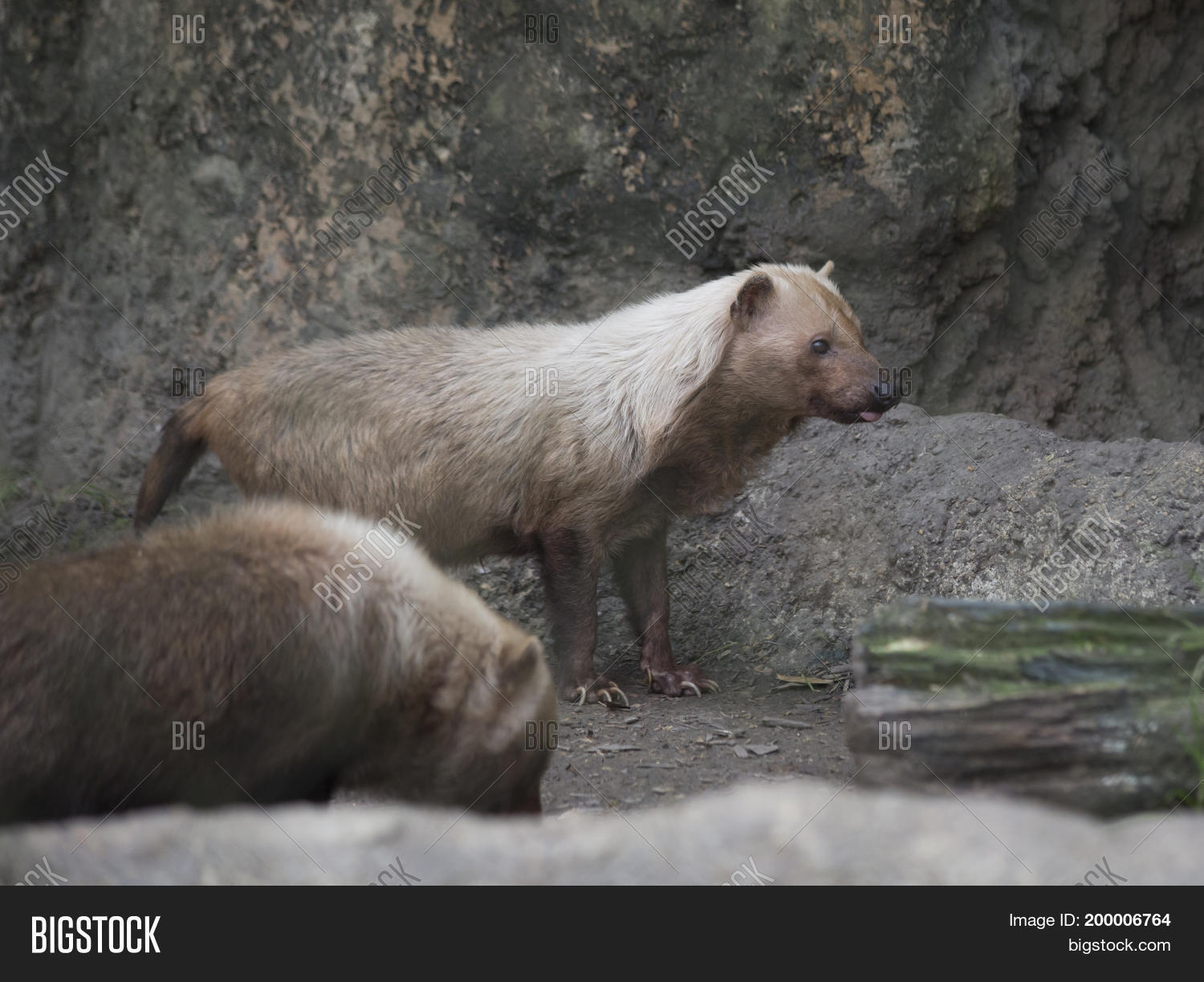 Bush Dogs Image & Photo (Free Trial) | Bigstock