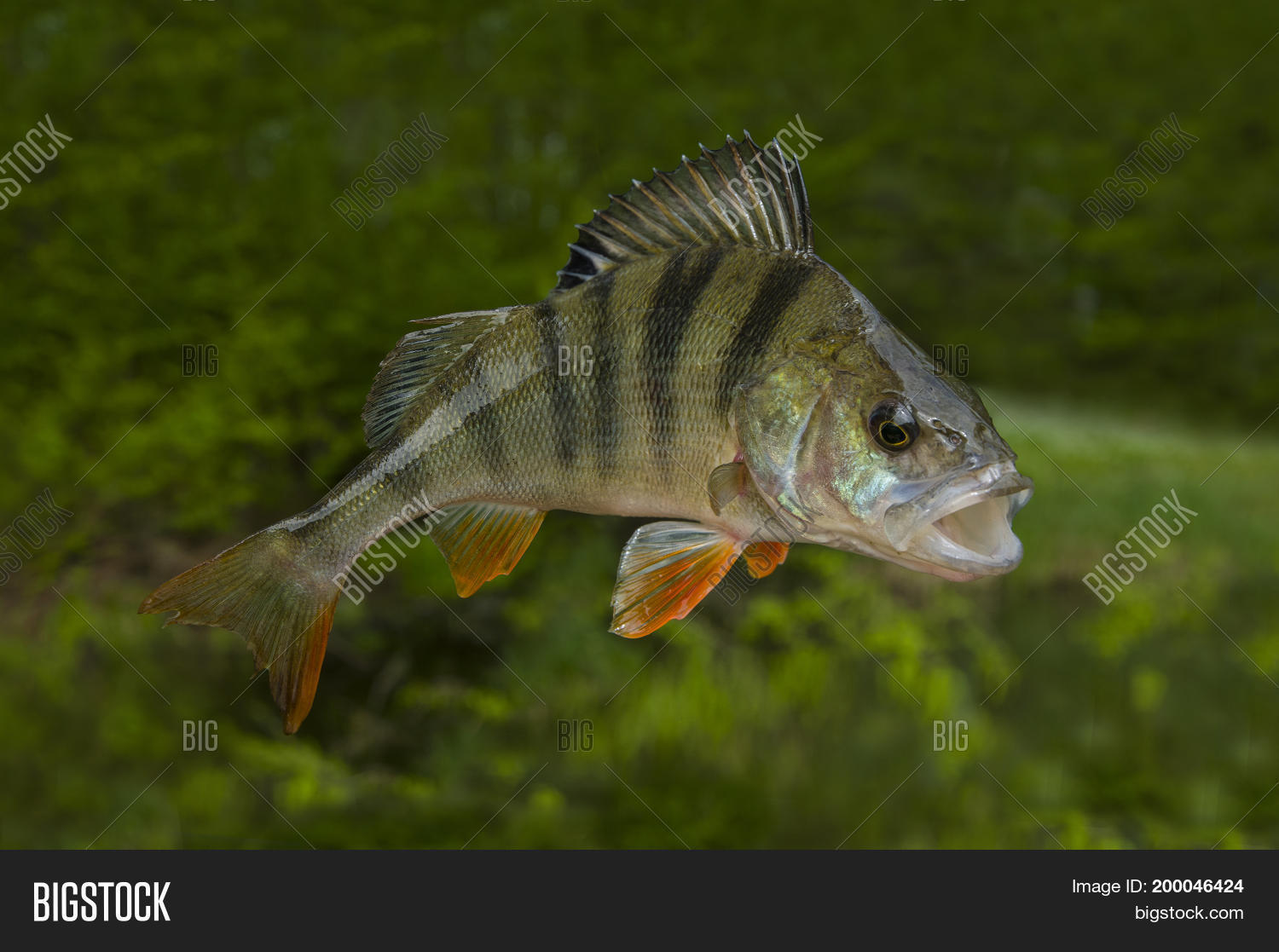 Perch Fish Isolated On Image & Photo (Free Trial) | Bigstock