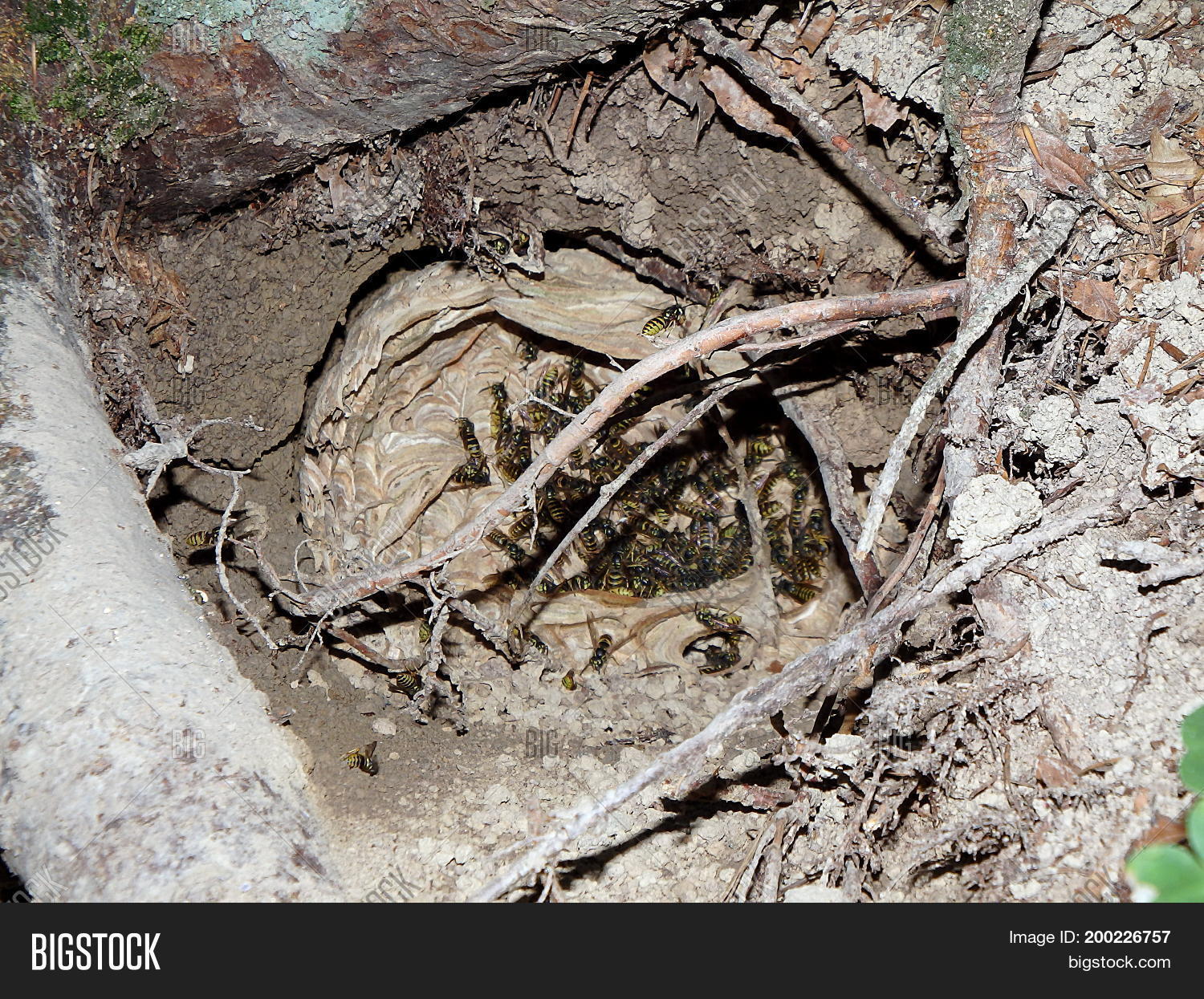 Nest Wasps Soil , Image & Photo (Free Trial) | Bigstock