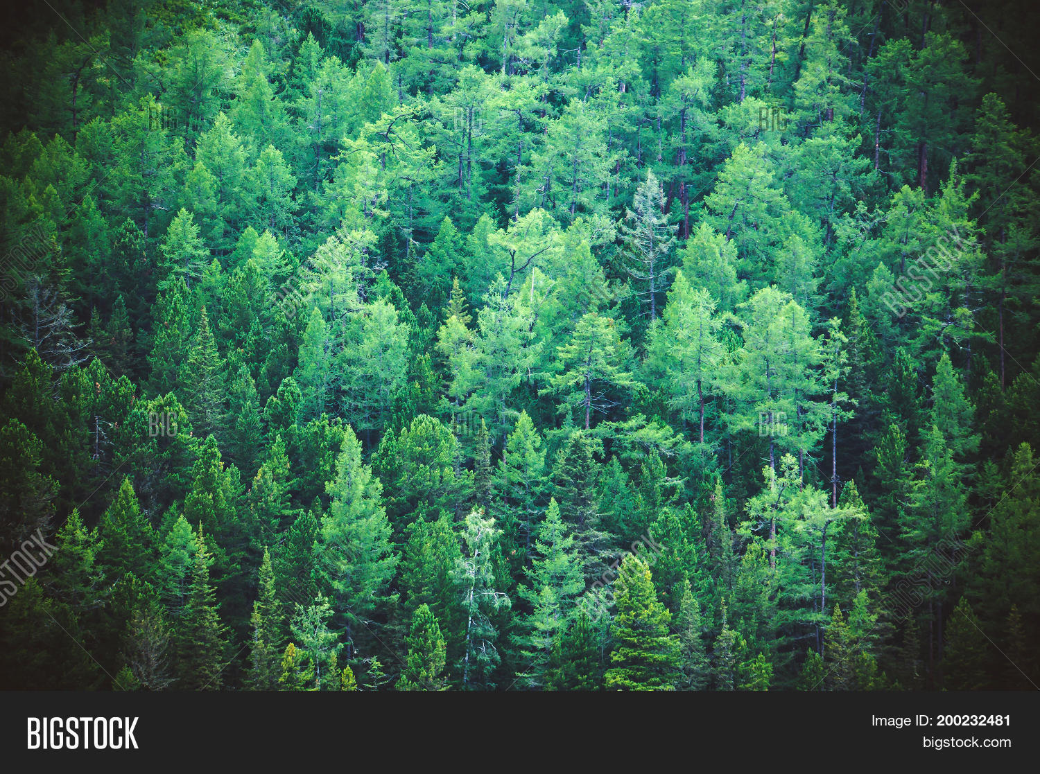 Fir Forest View Above Image & Photo (Free Trial) | Bigstock