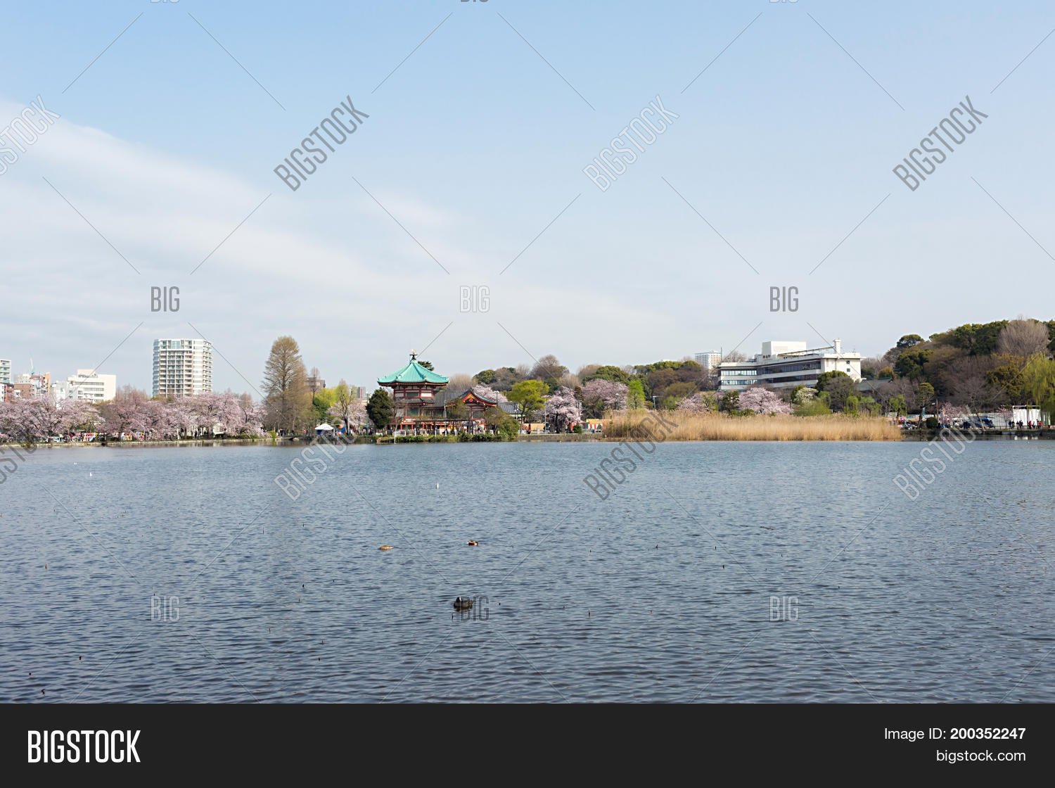 Shinobazu Pond Sakura Image & Photo (Free Trial) | Bigstock
