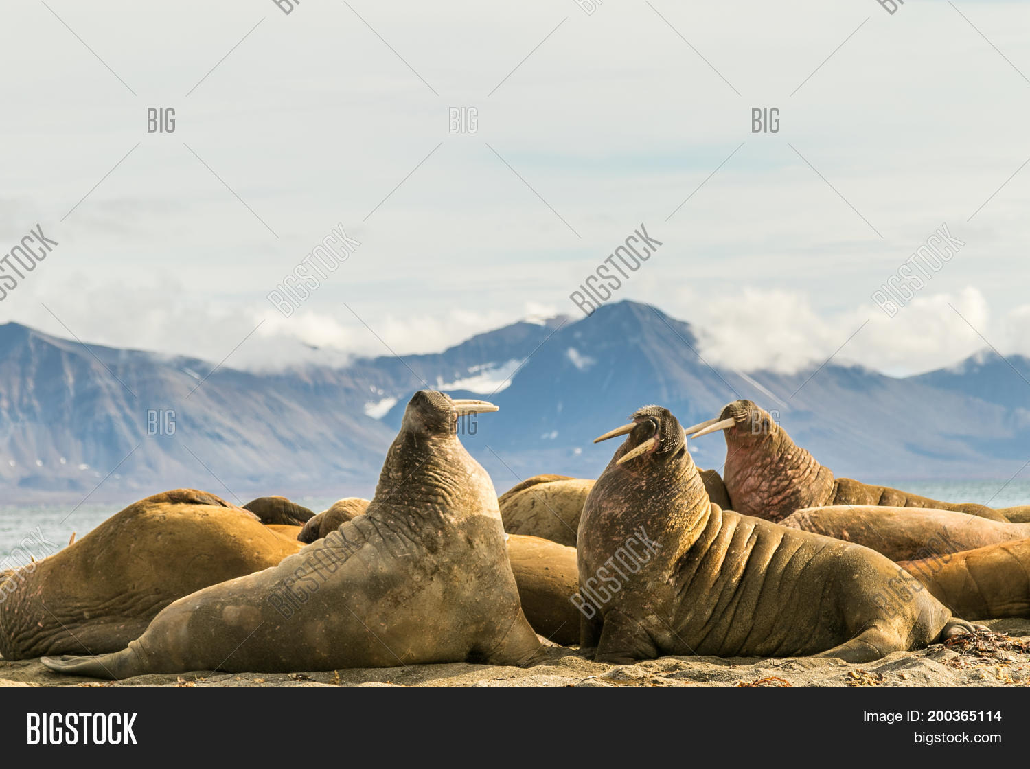 Group Walruses Resting Image & Photo (Free Trial) | Bigstock