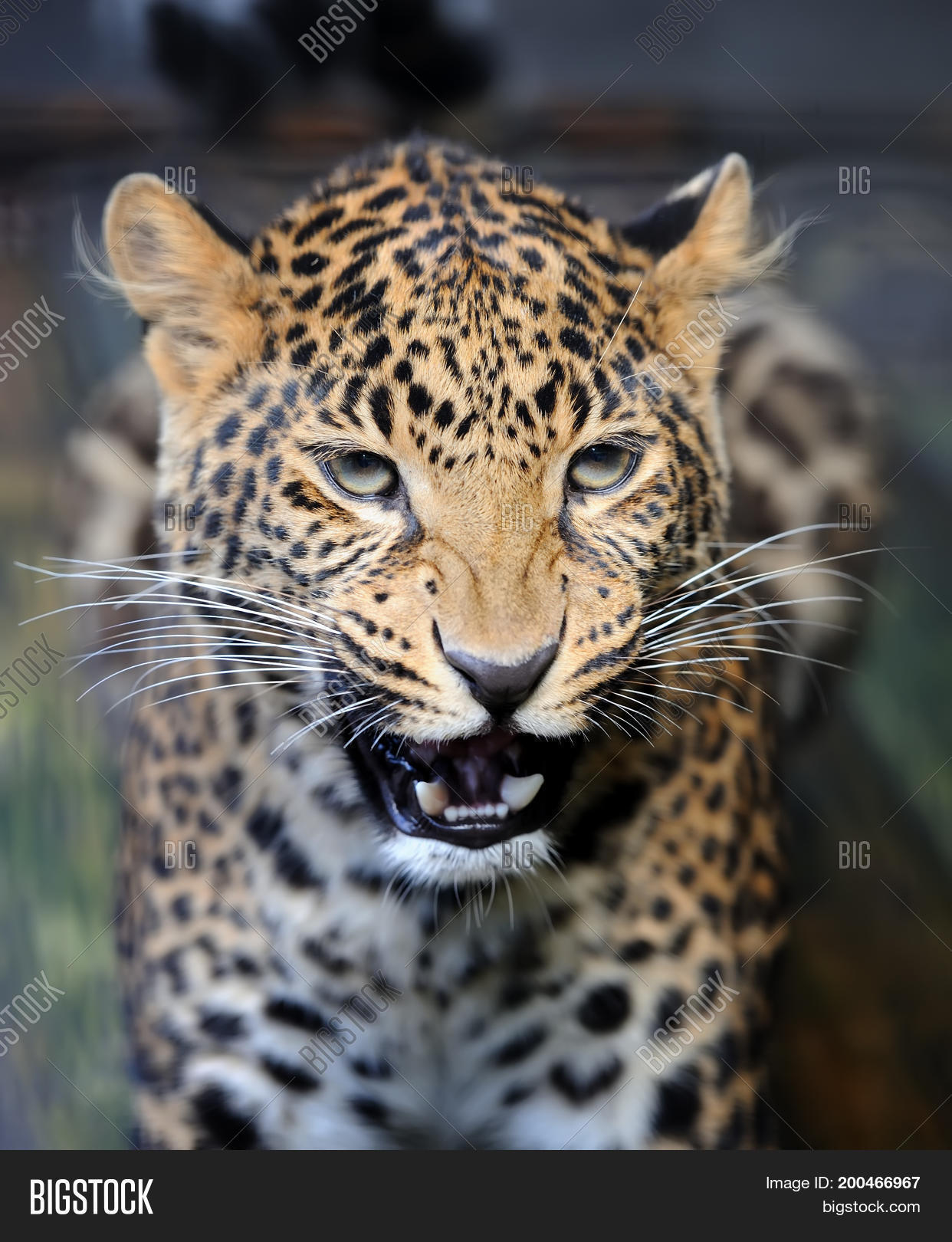 Angry Leopard Face