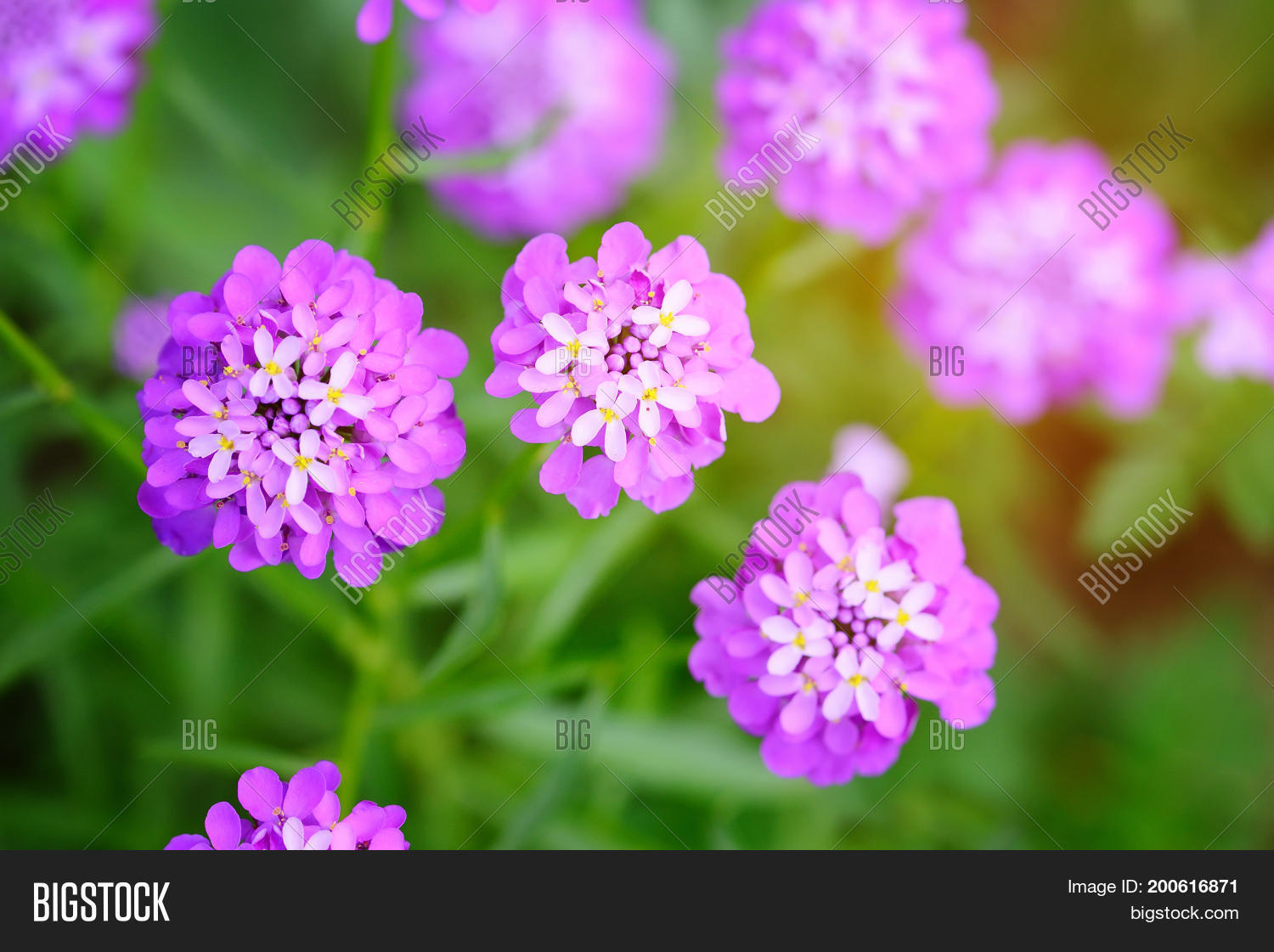 Small Purple Flowers Image & Photo (Free Trial) | Bigstock