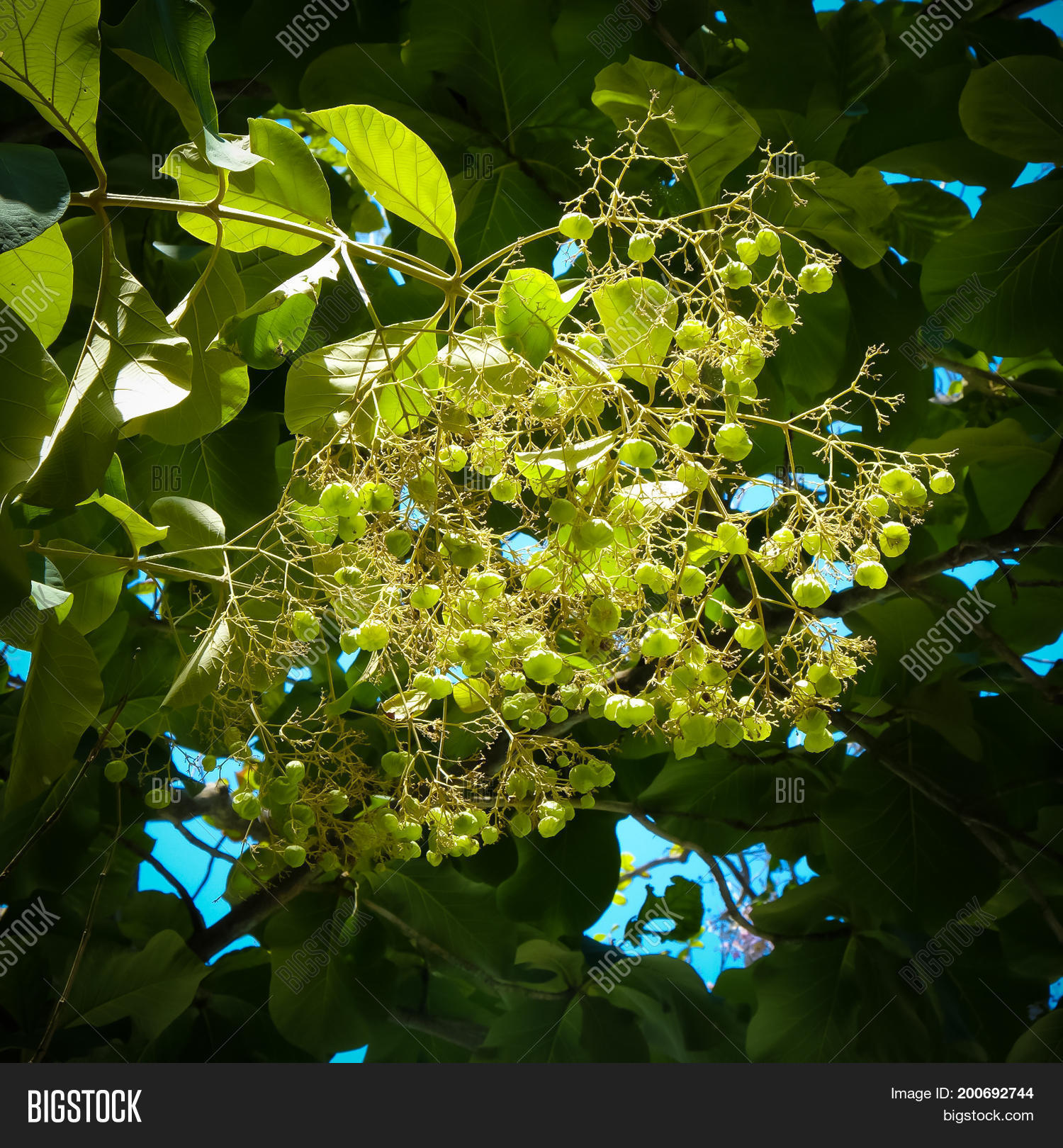 Teak Tree Flower