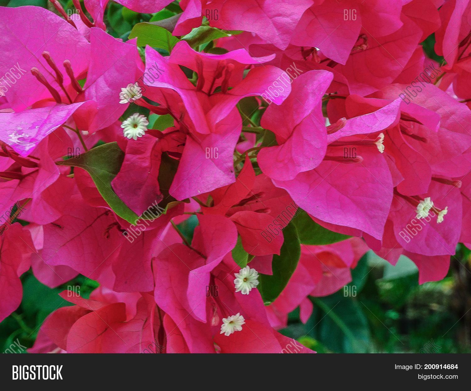 Hot Pink Bougainvillea Image & Photo (Free Trial) | Bigstock