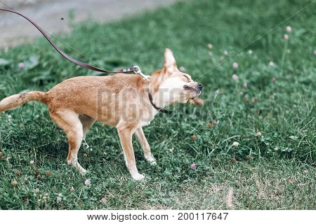 Cute Dog Shaking Head Image & Photo (Free Trial) | Bigstock