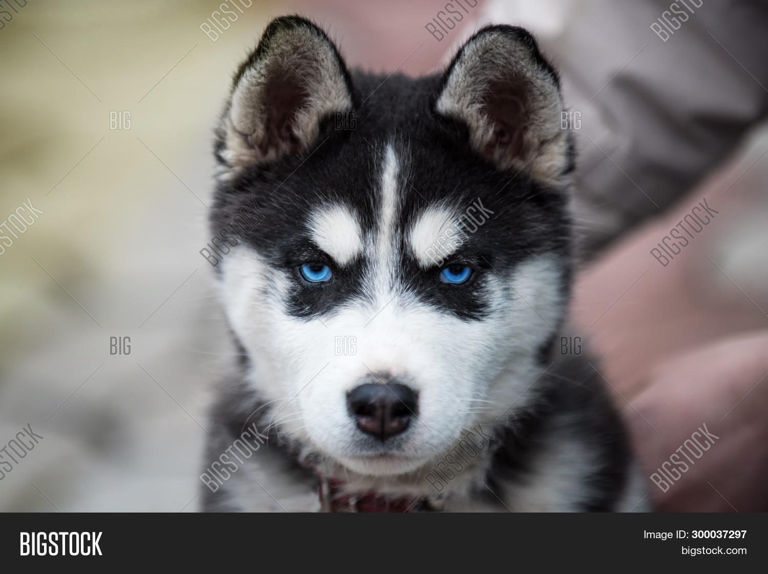 Blue-eyed Siberian Image & Photo (Free Trial) | Bigstock