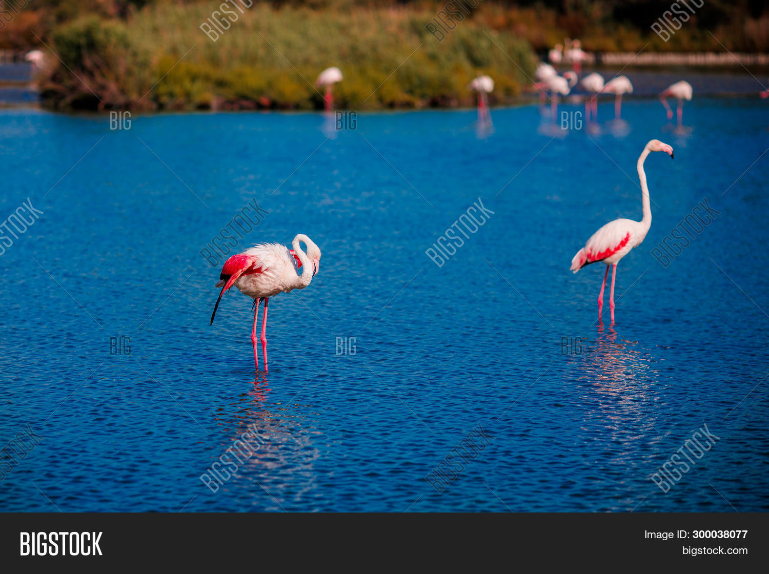 Pink Flamingo Birds Image & Photo (Free Trial) | Bigstock