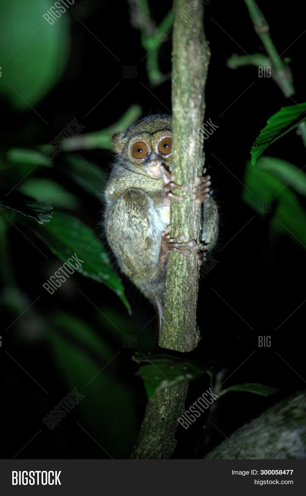 Spectral Tarsier, Image & Photo (Free Trial) | Bigstock