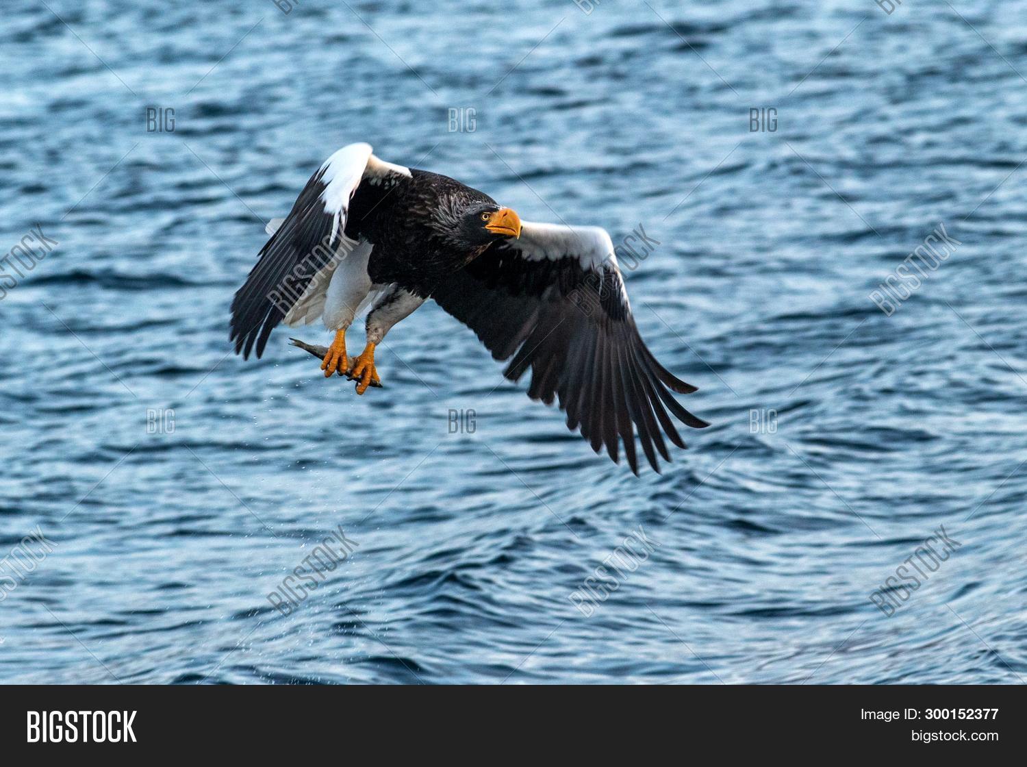 Steller's Sea Eagle Image & Photo (Free Trial) | Bigstock