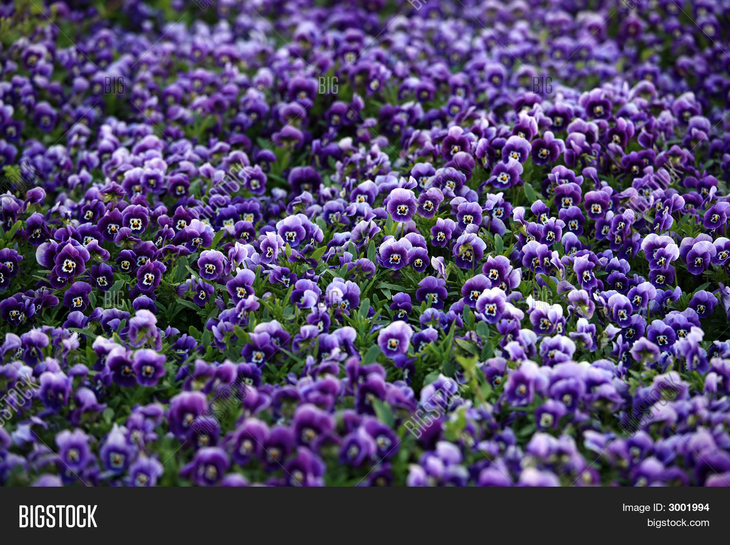 Violet Viola Flowers Image & Photo (Free Trial) | Bigstock Violet Viola Flowers Image & Photo (Free Trial) | Bigstock