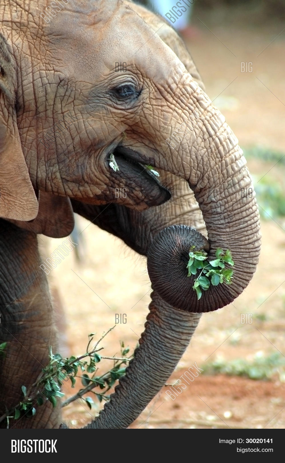 Baby Elephant Eating
