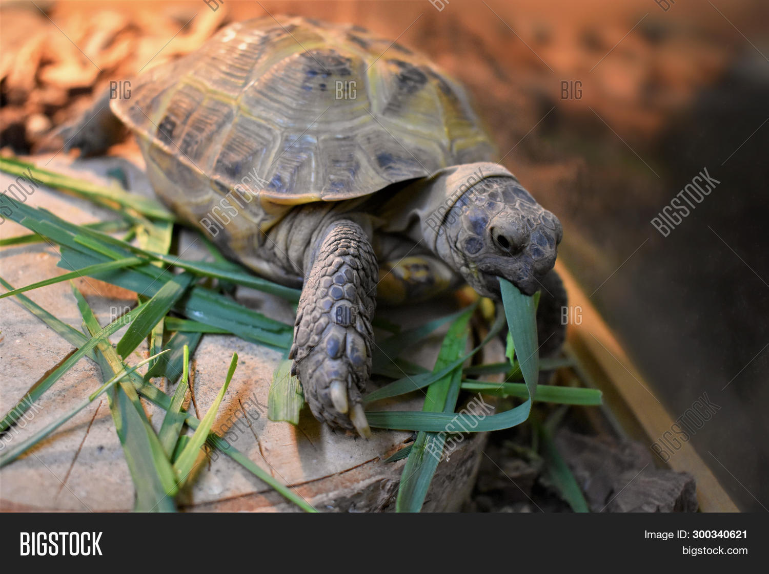 Central Asian Turtle Image & Photo (Free Trial) | Bigstock