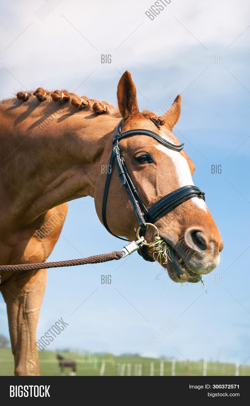 Portrait Red Horse Image & Photo (Free Trial) | Bigstock