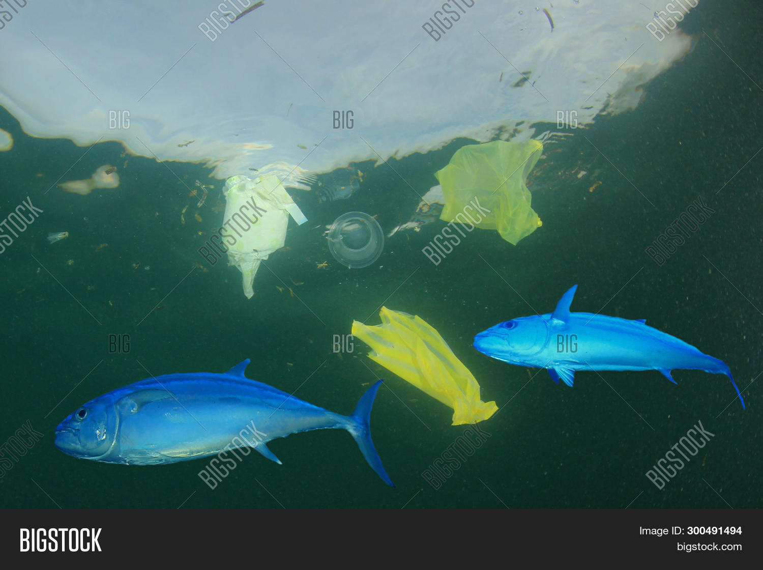 Plastic Pollution Fish Image & Photo (Free Trial) | Bigstock
