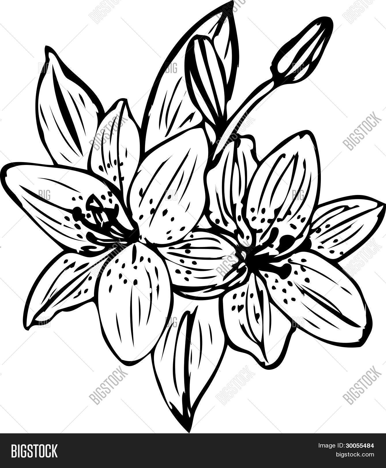 Lily Outline.eps Vector & Photo (Free Trial) | Bigstock