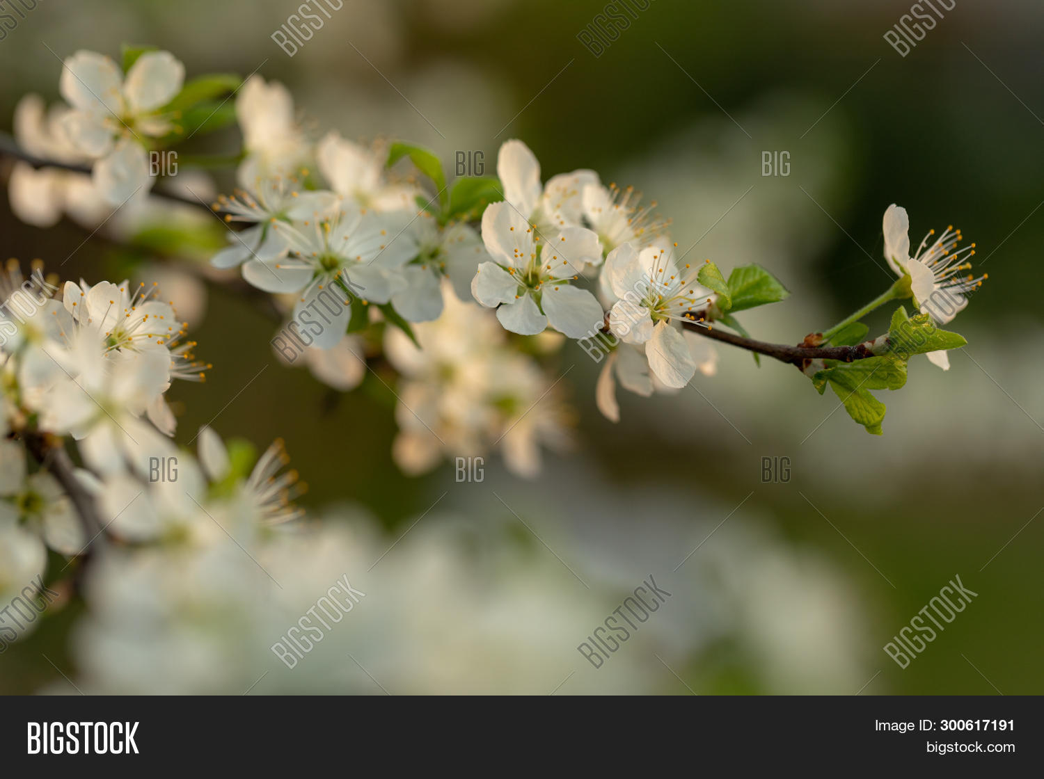 Blooming Plum Tree Image & Photo (Free Trial) | Bigstock
