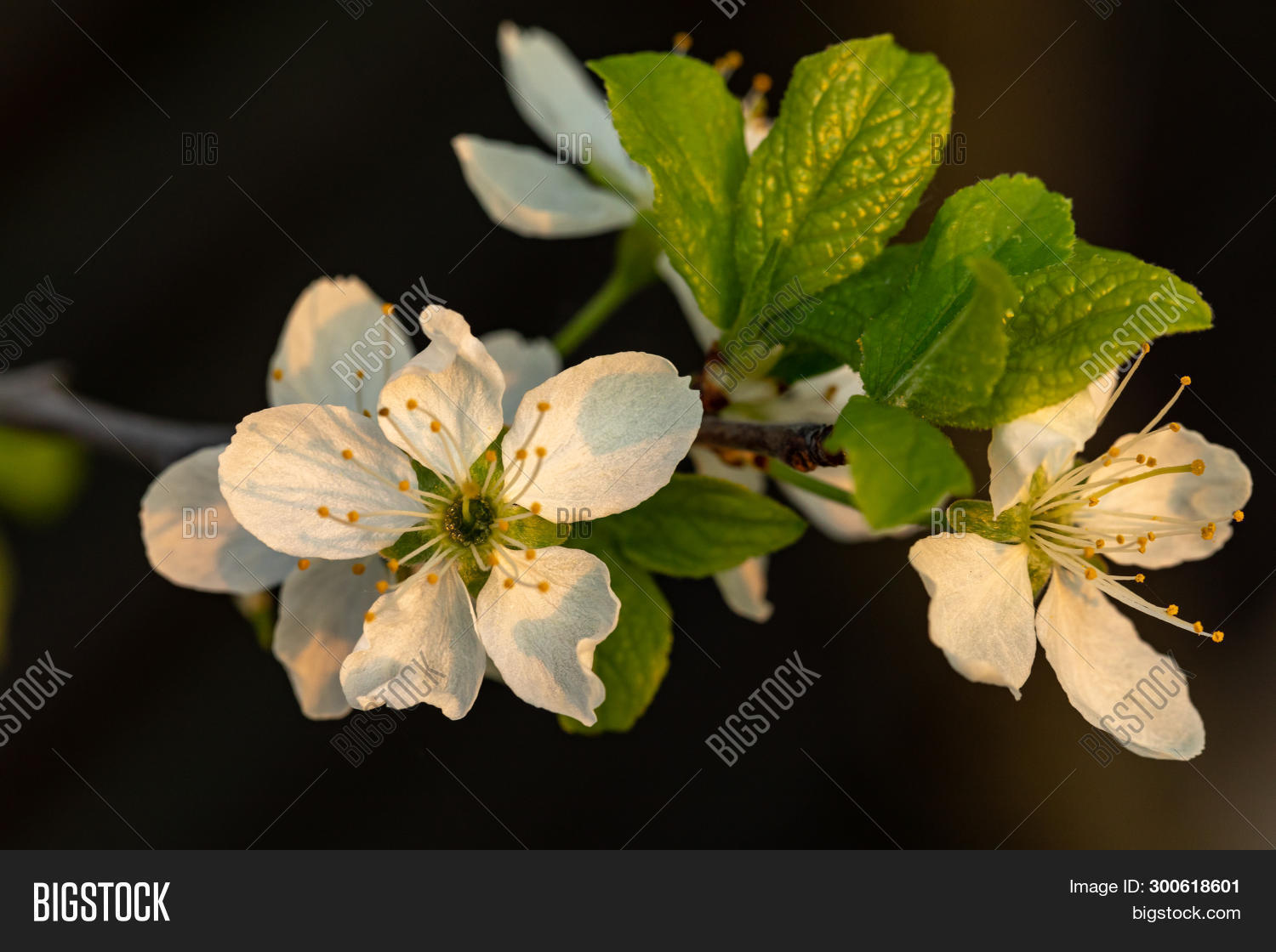 Imagen y foto Blooming Plum Tree (prueba gratis) | Bigstock