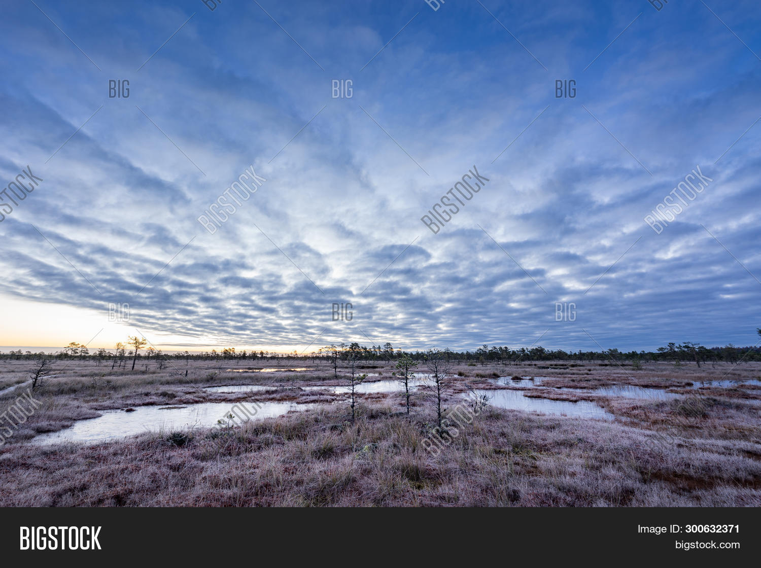Sunrise Bog. Icy Cold Image & Photo (Free Trial) | Bigstock
