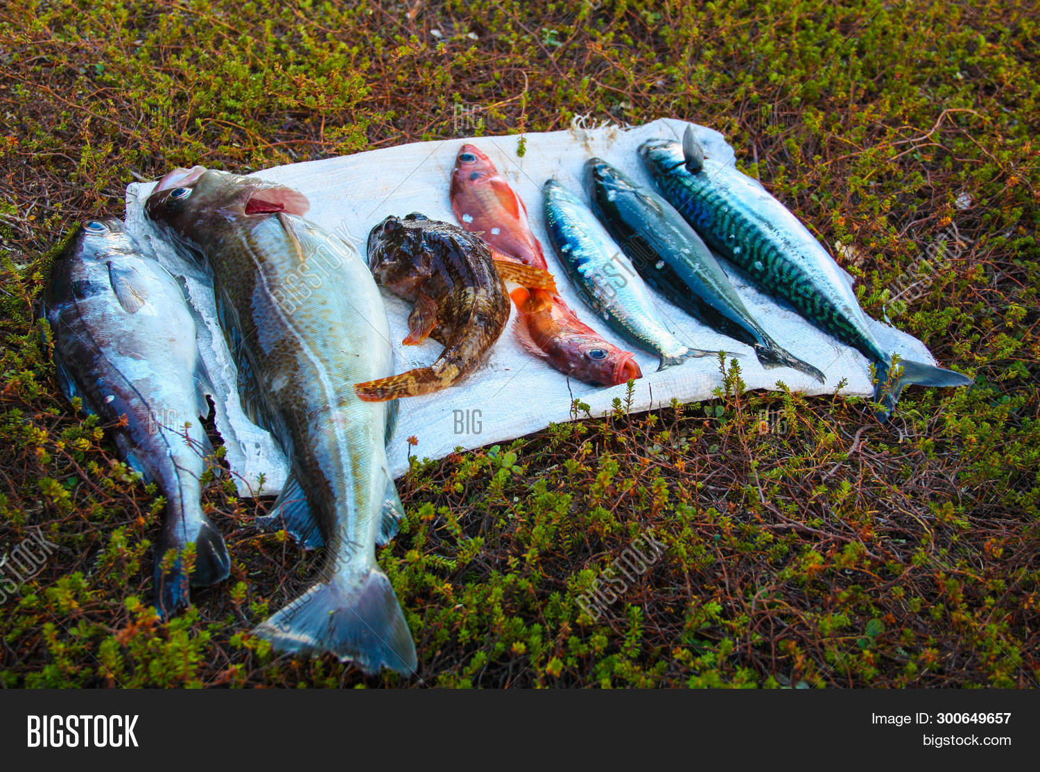 Catch Barents Sea Image & Photo (Free Trial) | Bigstock