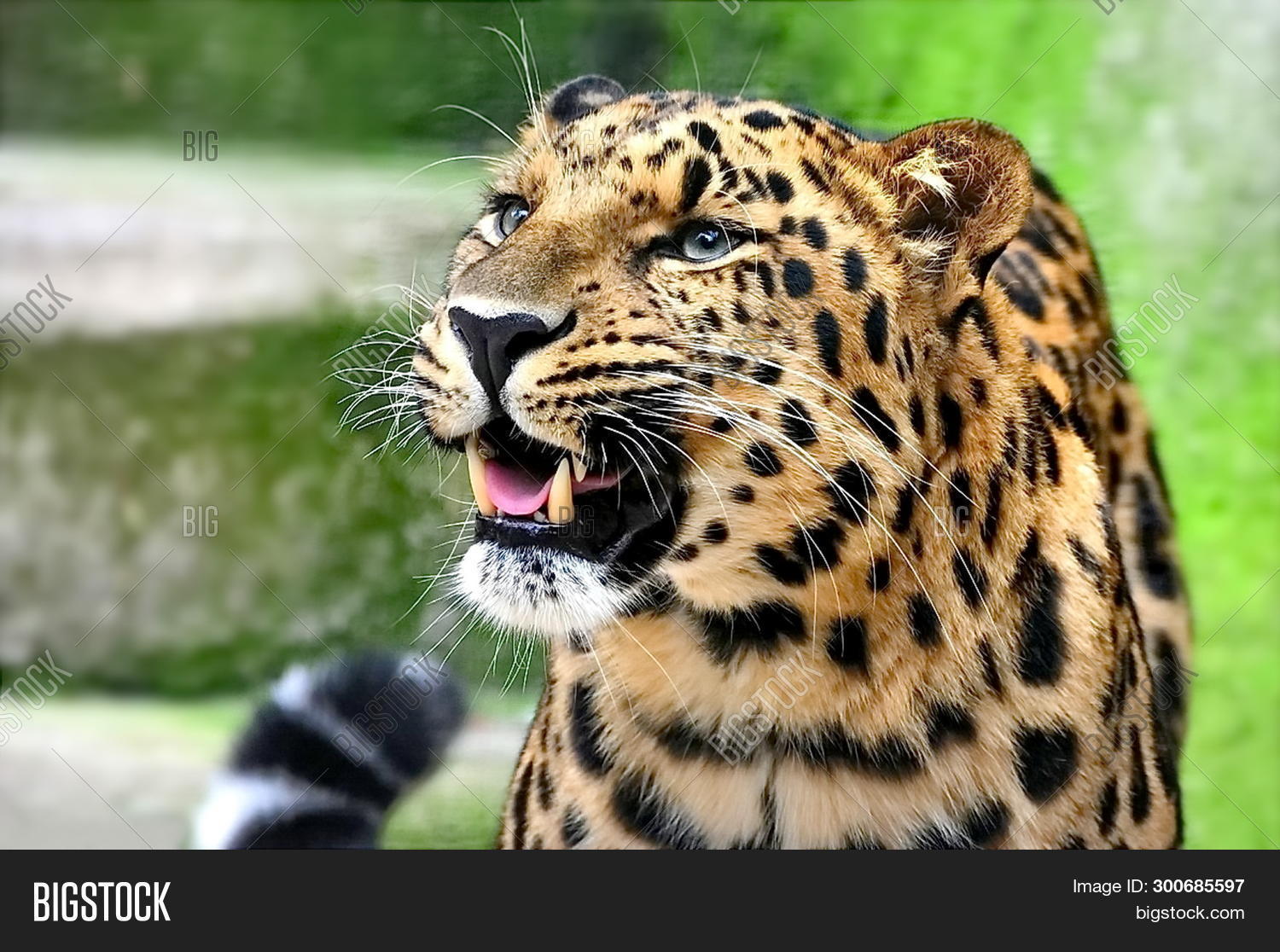 Far Eastern Leopard, Image & Photo (Free Trial) | Bigstock