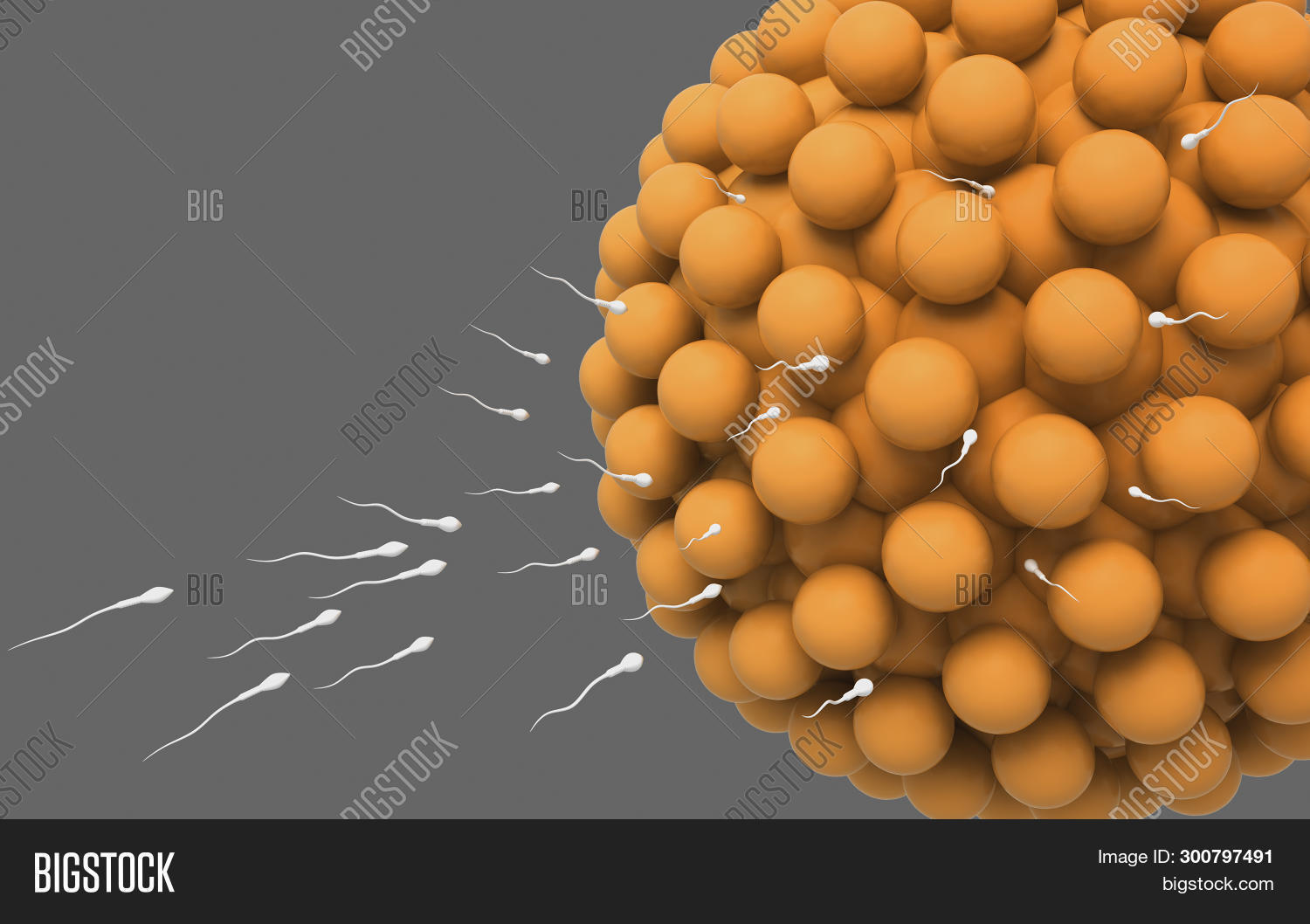 3d Rendered Blastocyst Image & Photo (Free Trial) | Bigstock