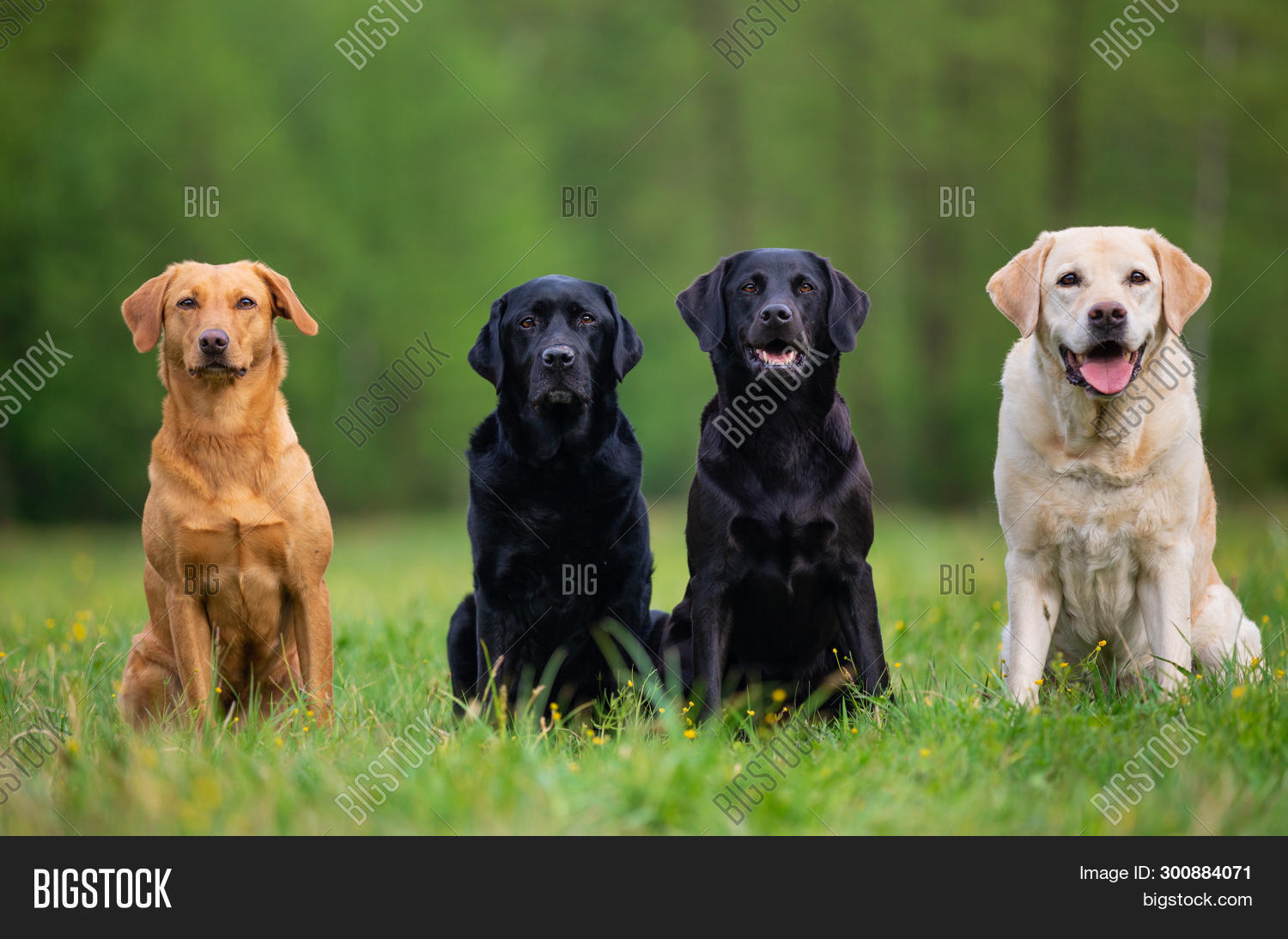 Four Labradors Image & Photo (Free Trial) | Bigstock