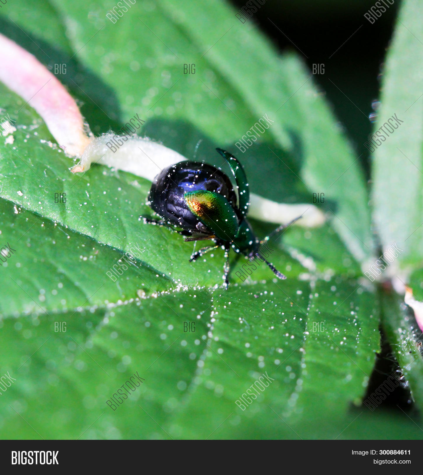 Beetles Variety Colors Image & Photo (Free Trial) | Bigstock