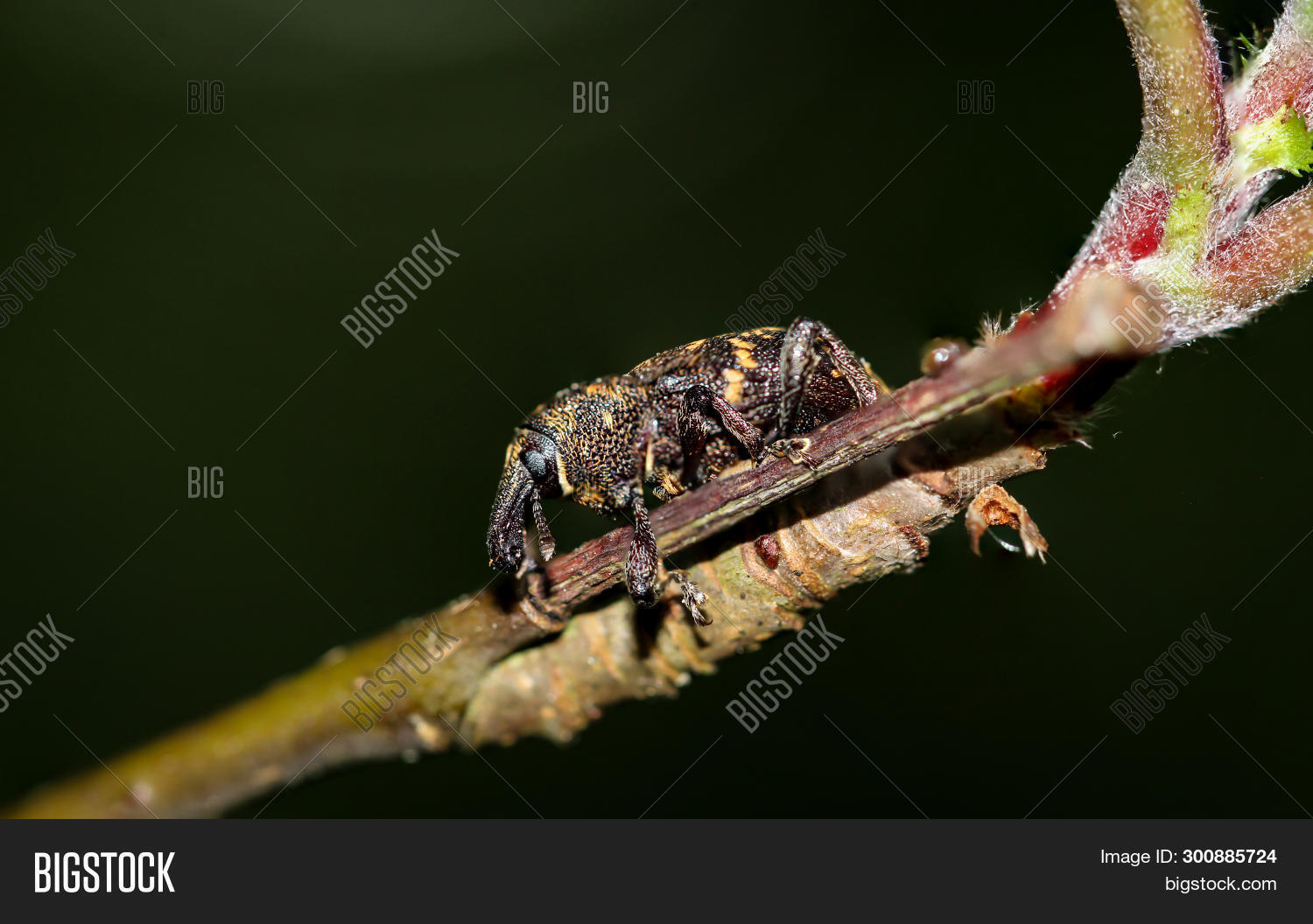 Beetles Variety Colors Image & Photo (Free Trial) | Bigstock