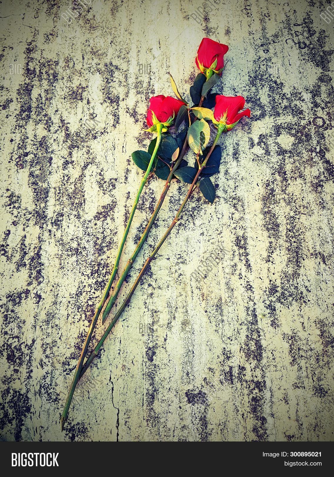 Three Long Red Roses Image & Photo (Free Trial) | Bigstock