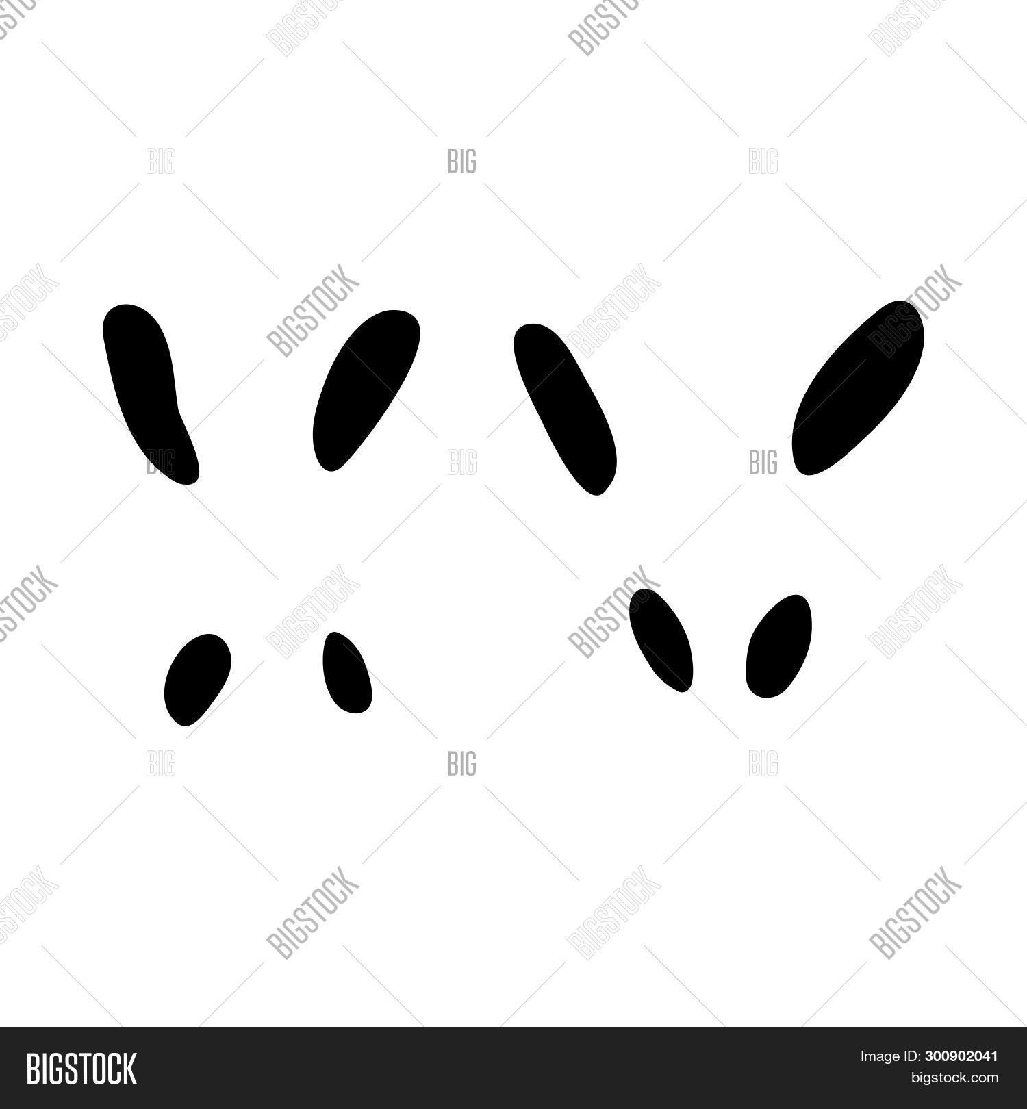 Squirrel Footprint. Vector & Photo (Free Trial) | Bigstock