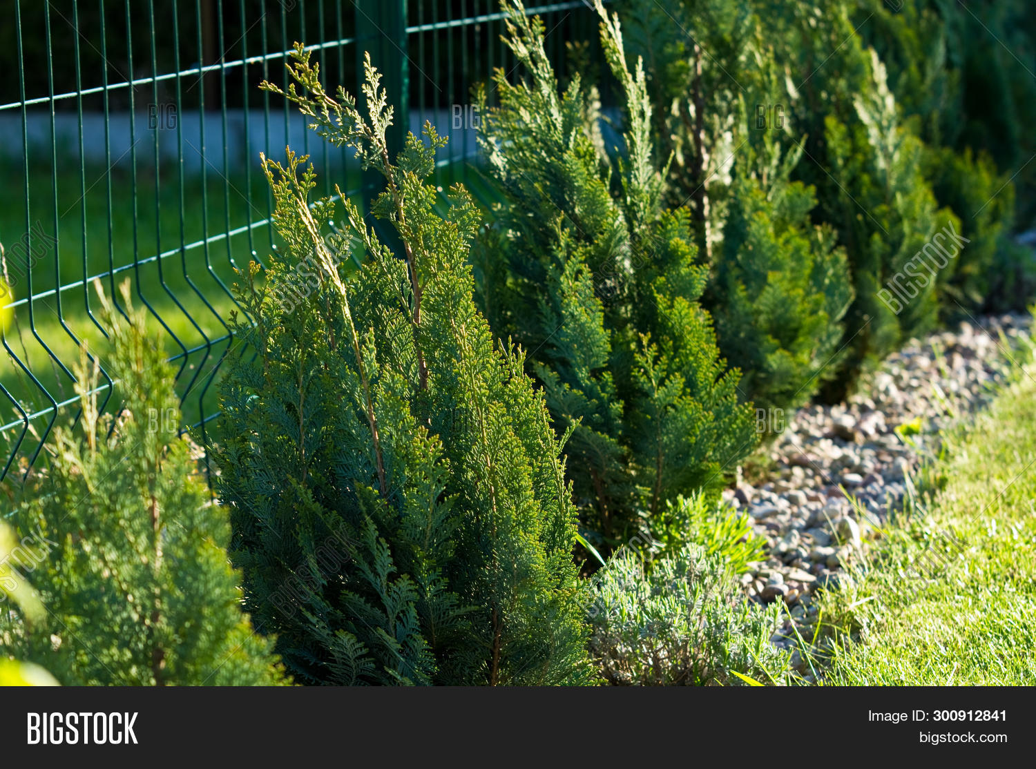 Garden Natural Hedge Image & Photo (Free Trial) | Bigstock
