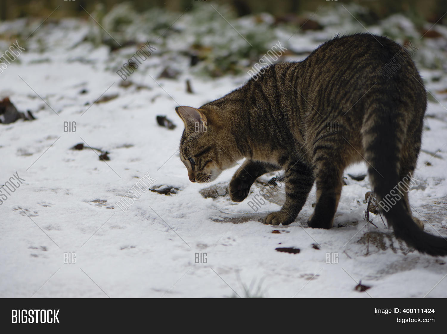 Beautiful Tabby Cat Image & Photo (Free Trial) | Bigstock