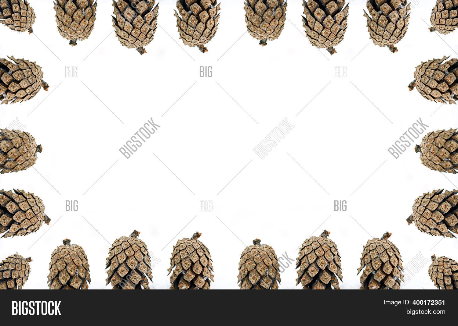 Frame Fir Pine Cones Image & Photo (Free Trial) | Bigstock