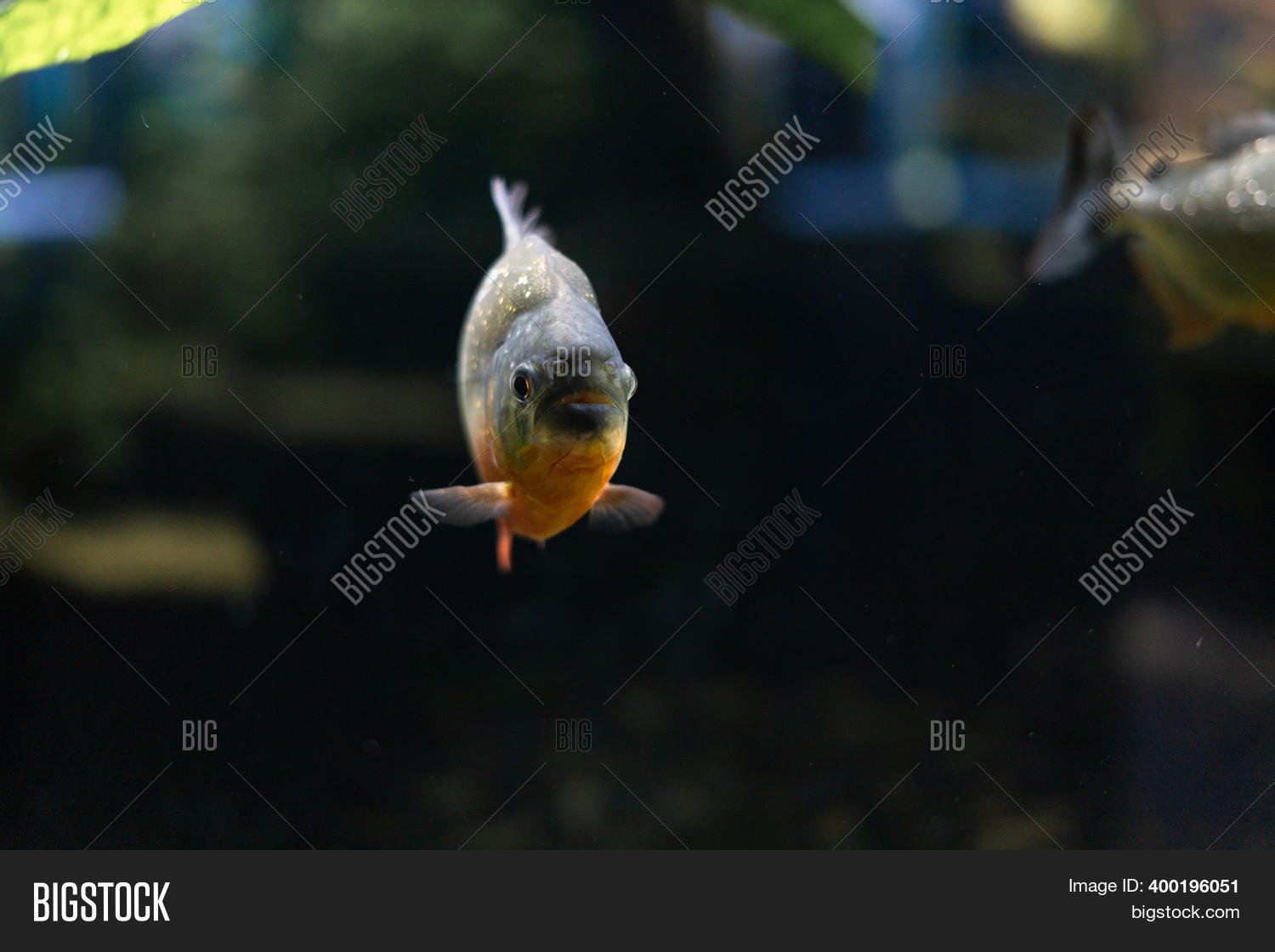 Amazon Predatory Image & Photo (Free Trial) | Bigstock