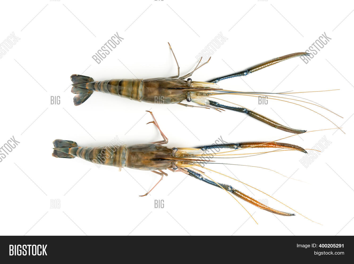 Close Fresh Shrimp Image & Photo (Free Trial) | Bigstock