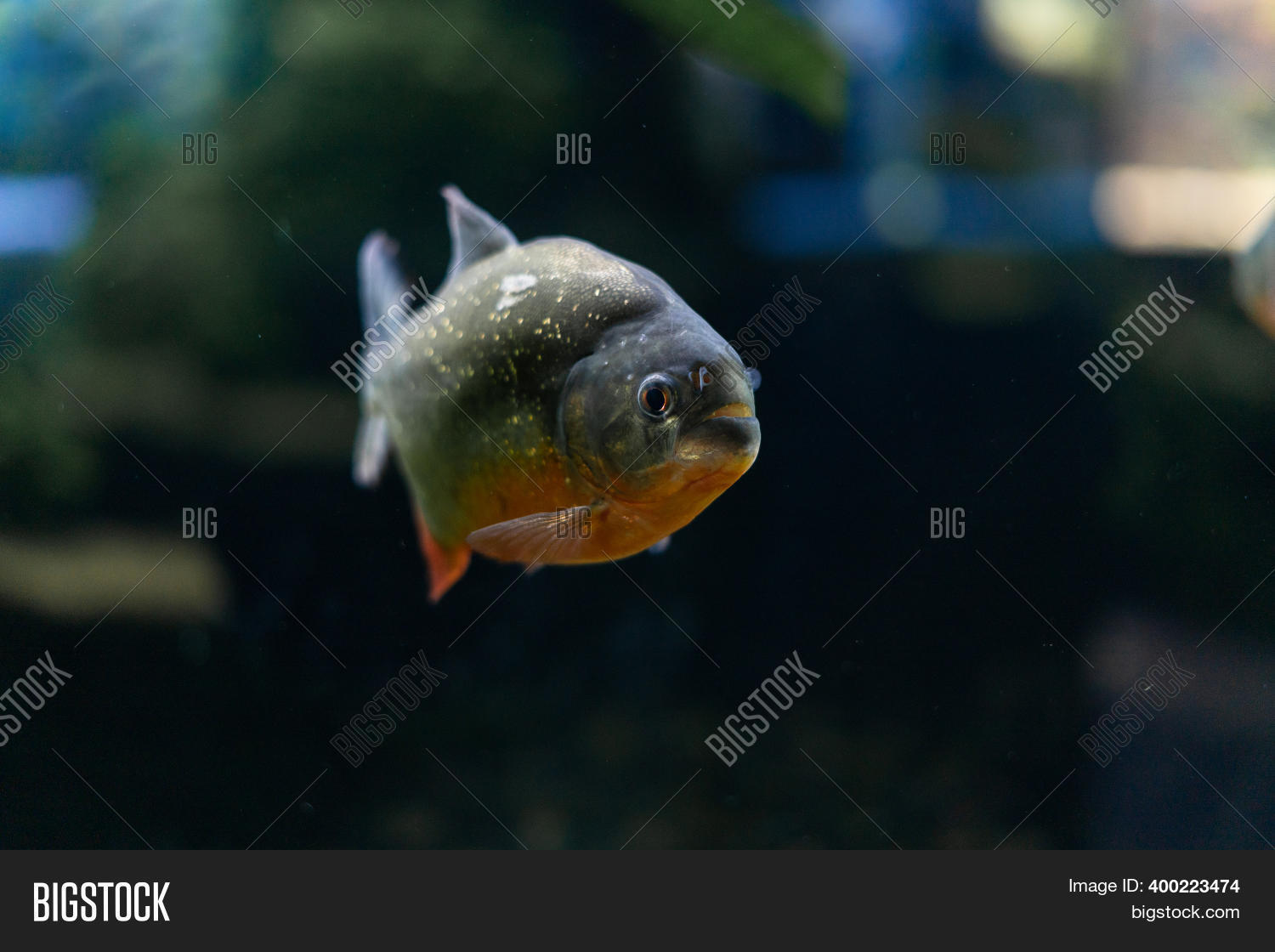 Amazon Predatory Image & Photo (Free Trial) | Bigstock