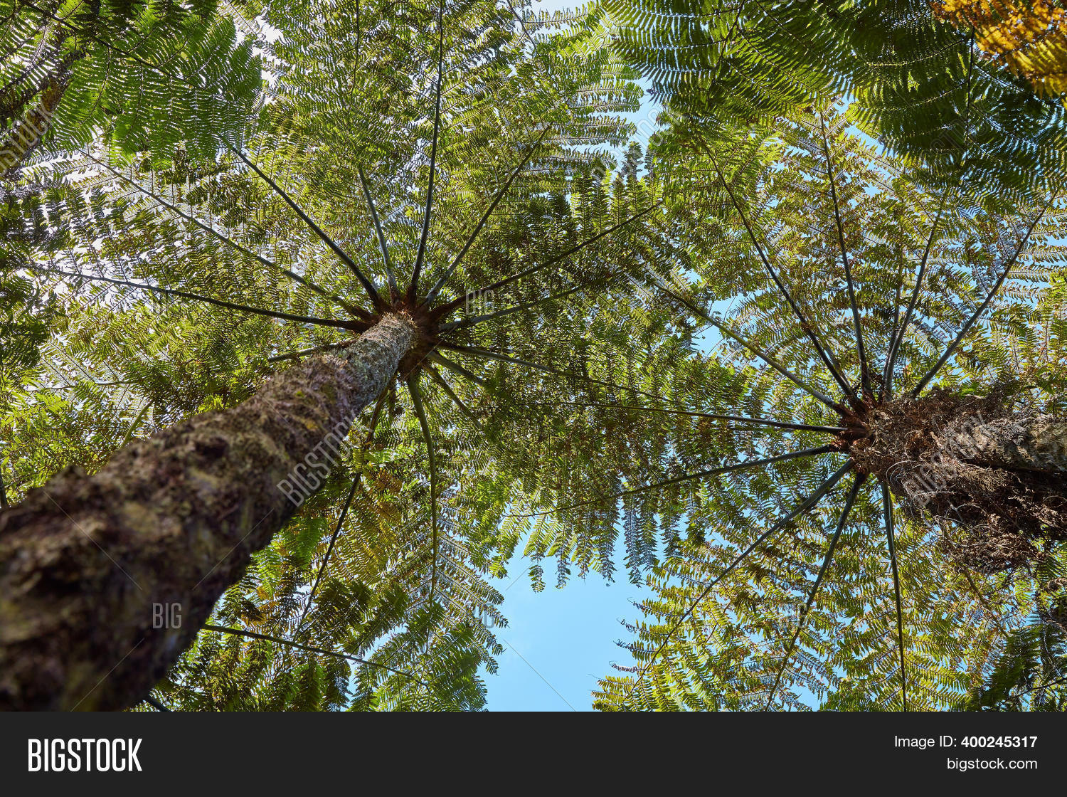 Tall Tree Ferns View Image & Photo (Free Trial) | Bigstock