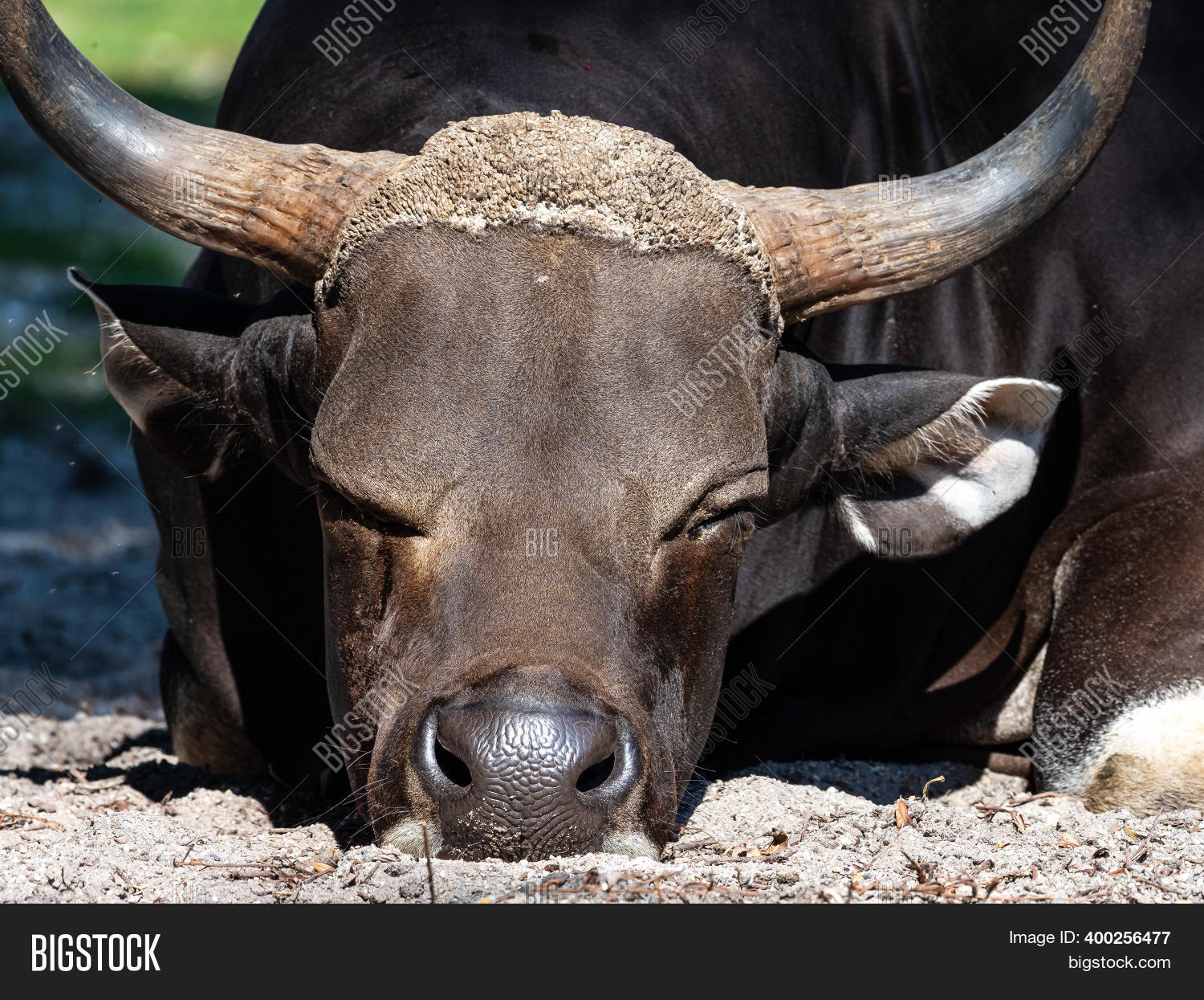Banteng, Bos Javanicus Image & Photo (Free Trial) | Bigstock