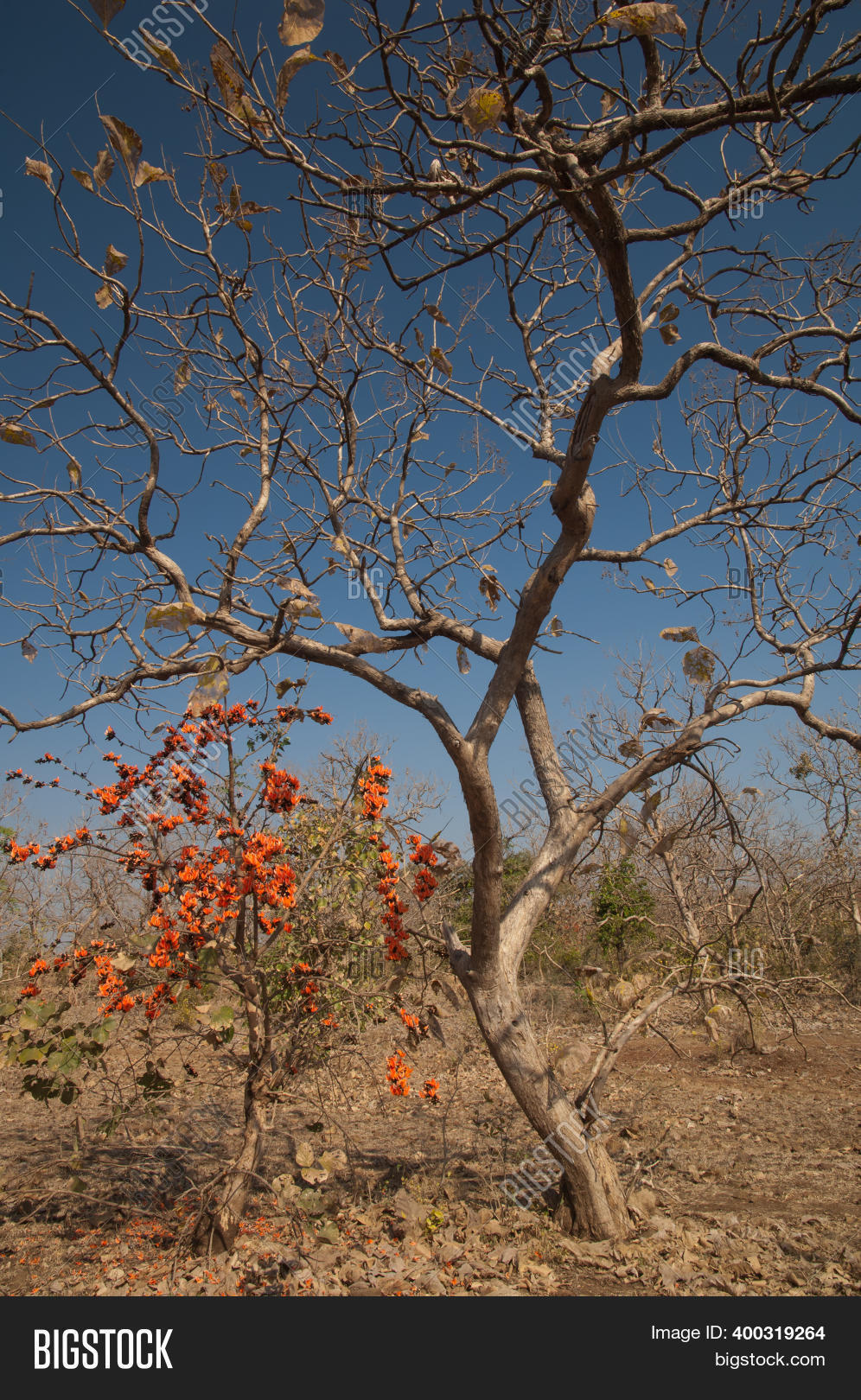 Dry Deciduous Forest Image & Photo (Free Trial) | Bigstock