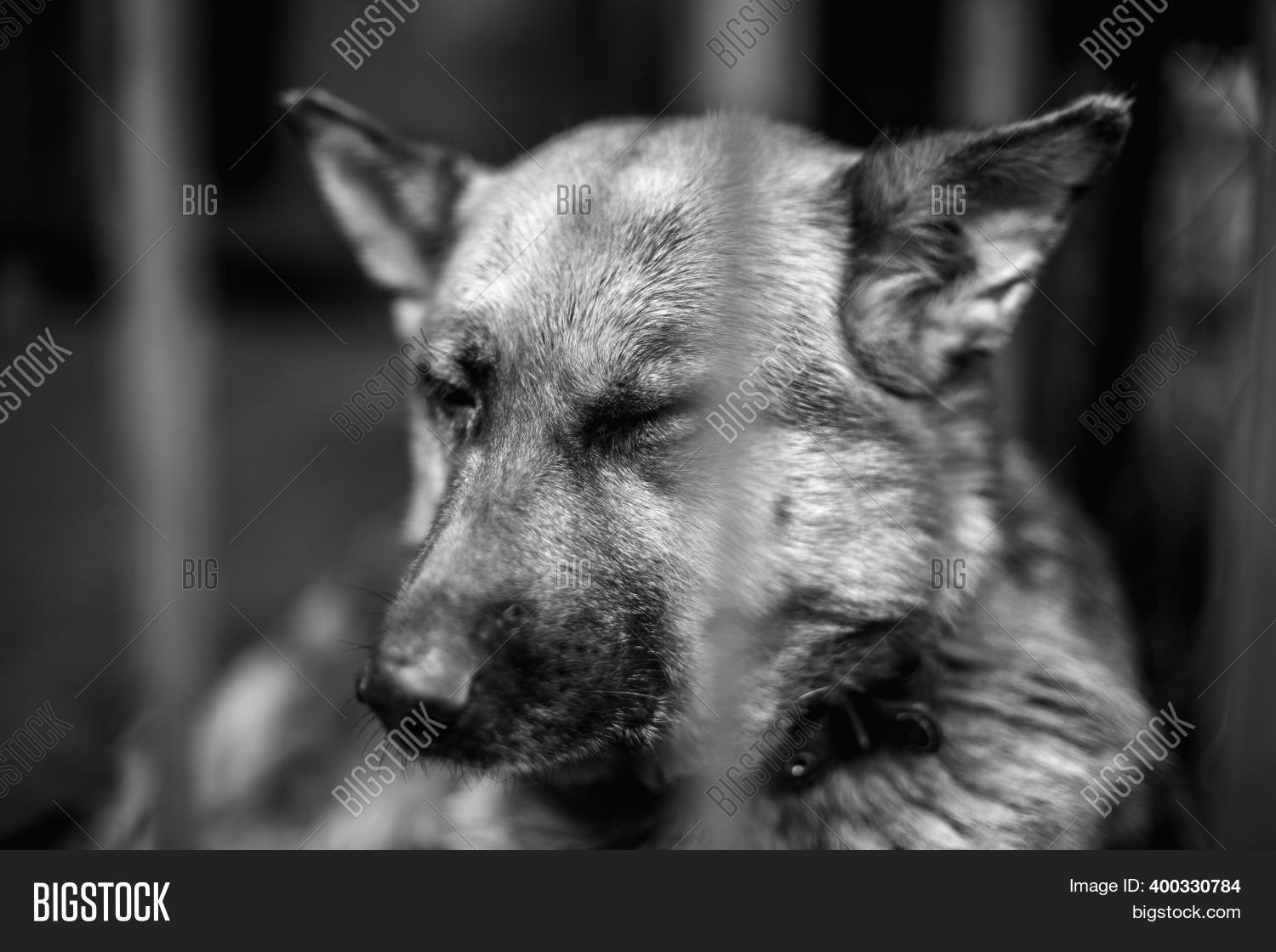 Big Sad Shepherd Old Image & Photo (Free Trial) | Bigstock