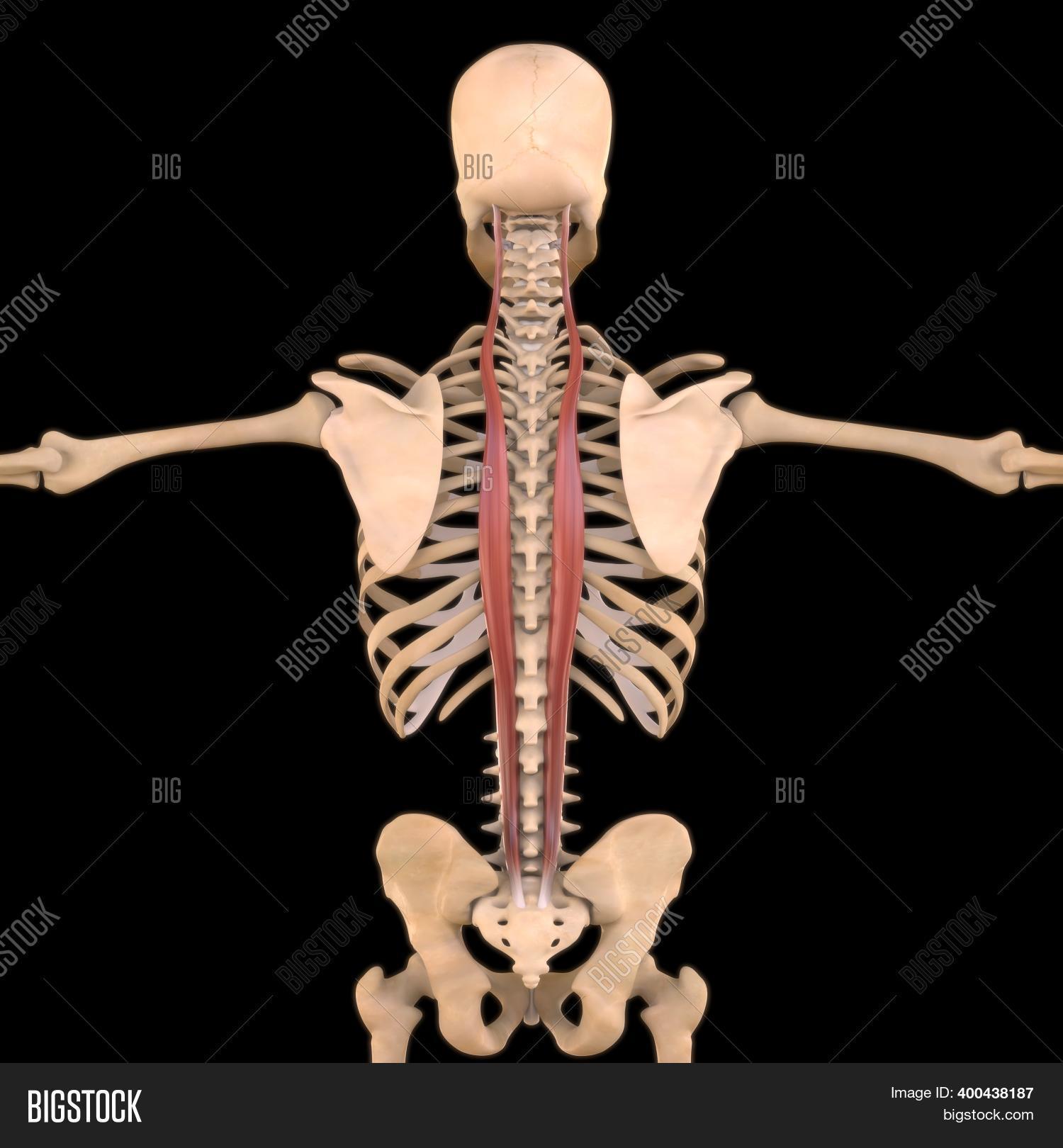 Longissimus Muscle Image & Photo (Free Trial) | Bigstock