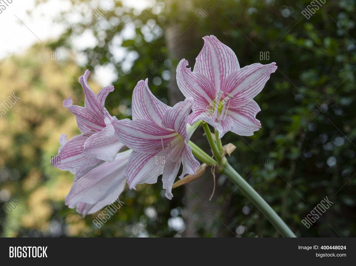 Pink White Hippeastrum Image & Photo (Free Trial) | Bigstock