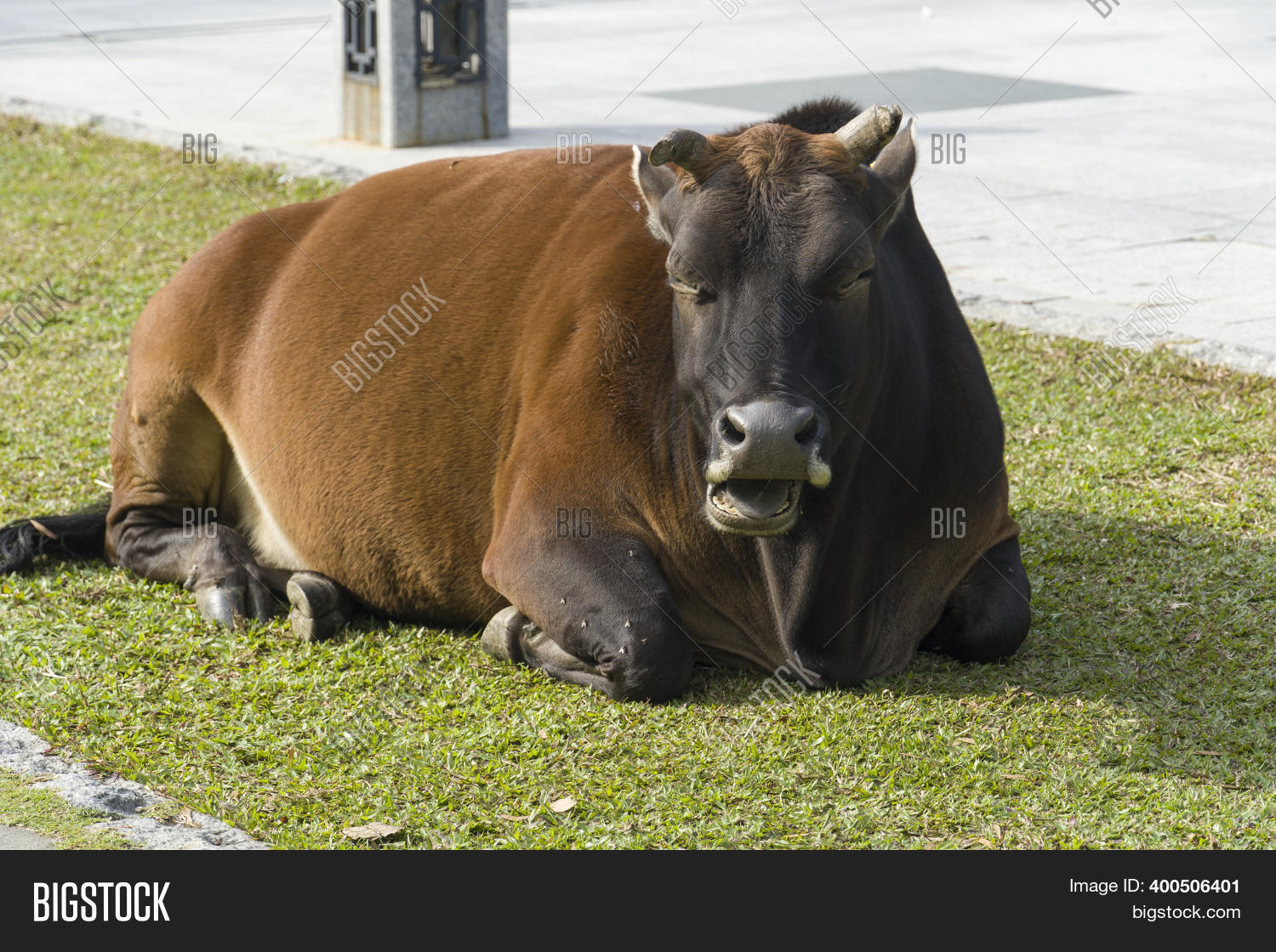 Hong Kong Wild Cattle Image & Photo (Free Trial) | Bigstock