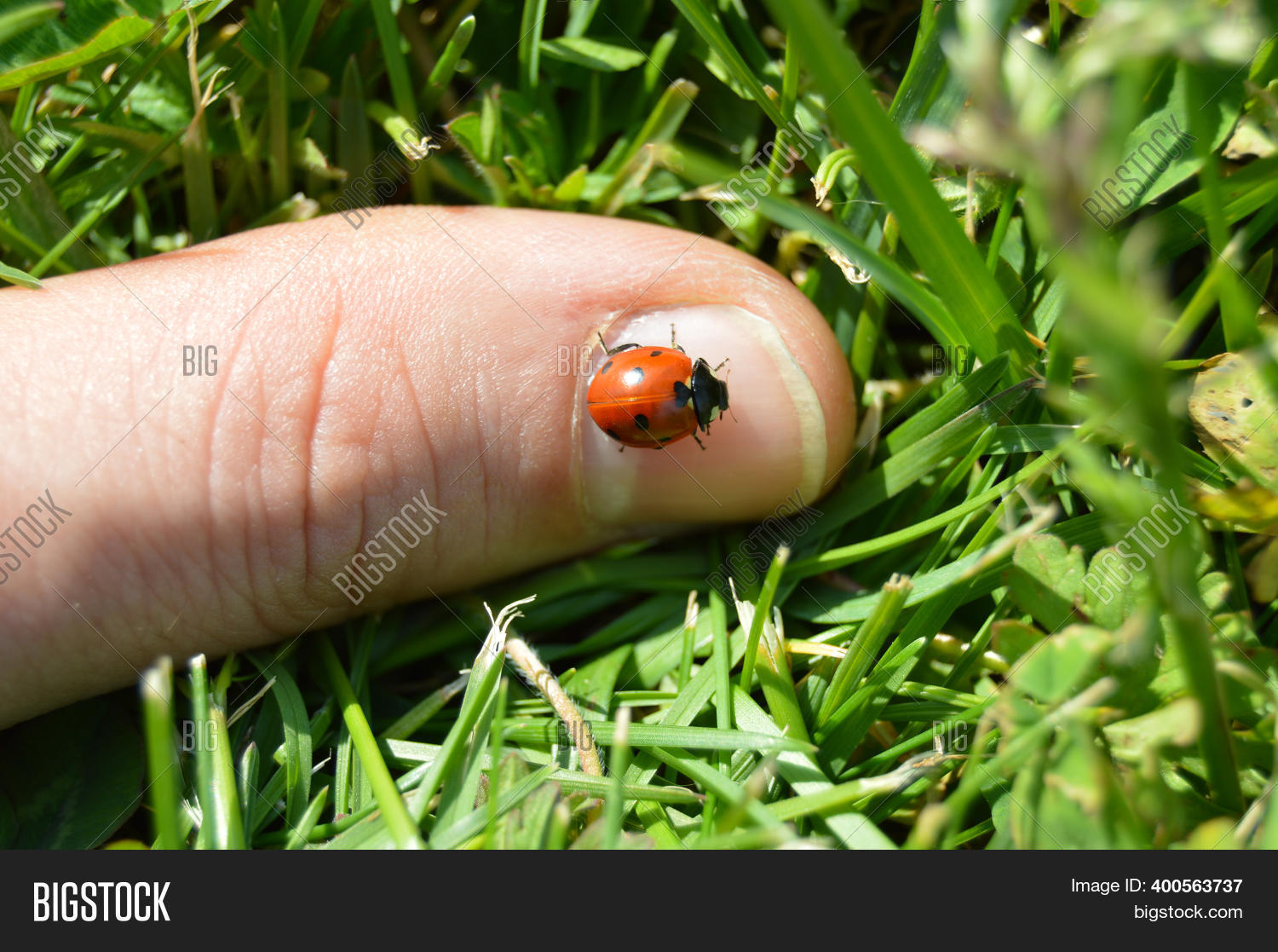 Cute Ladybug On Finger Image & Photo (Free Trial) | Bigstock